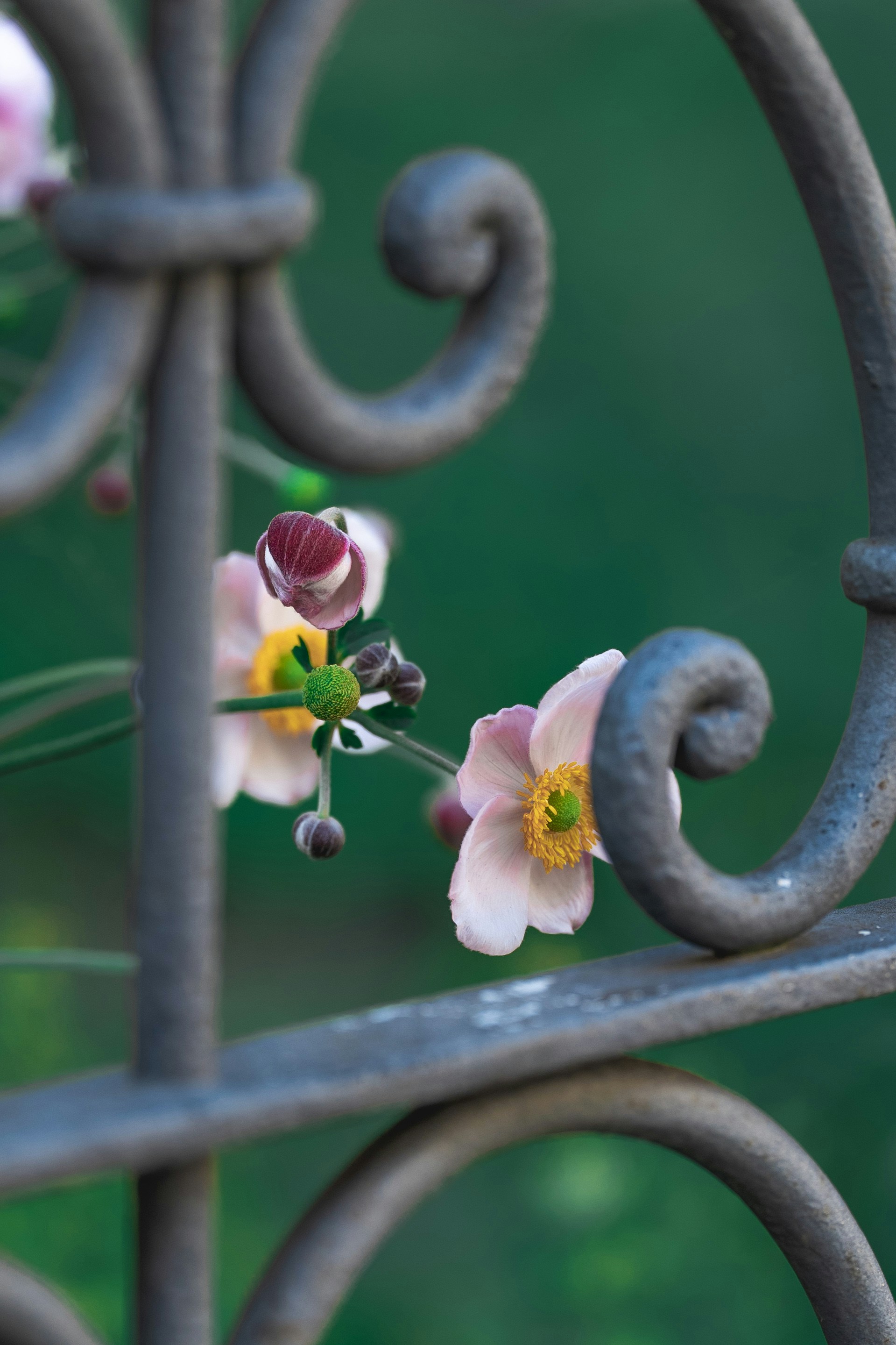 Pink anemone blossoms weave through aged iron scrolls, with a soft green background providing depth.