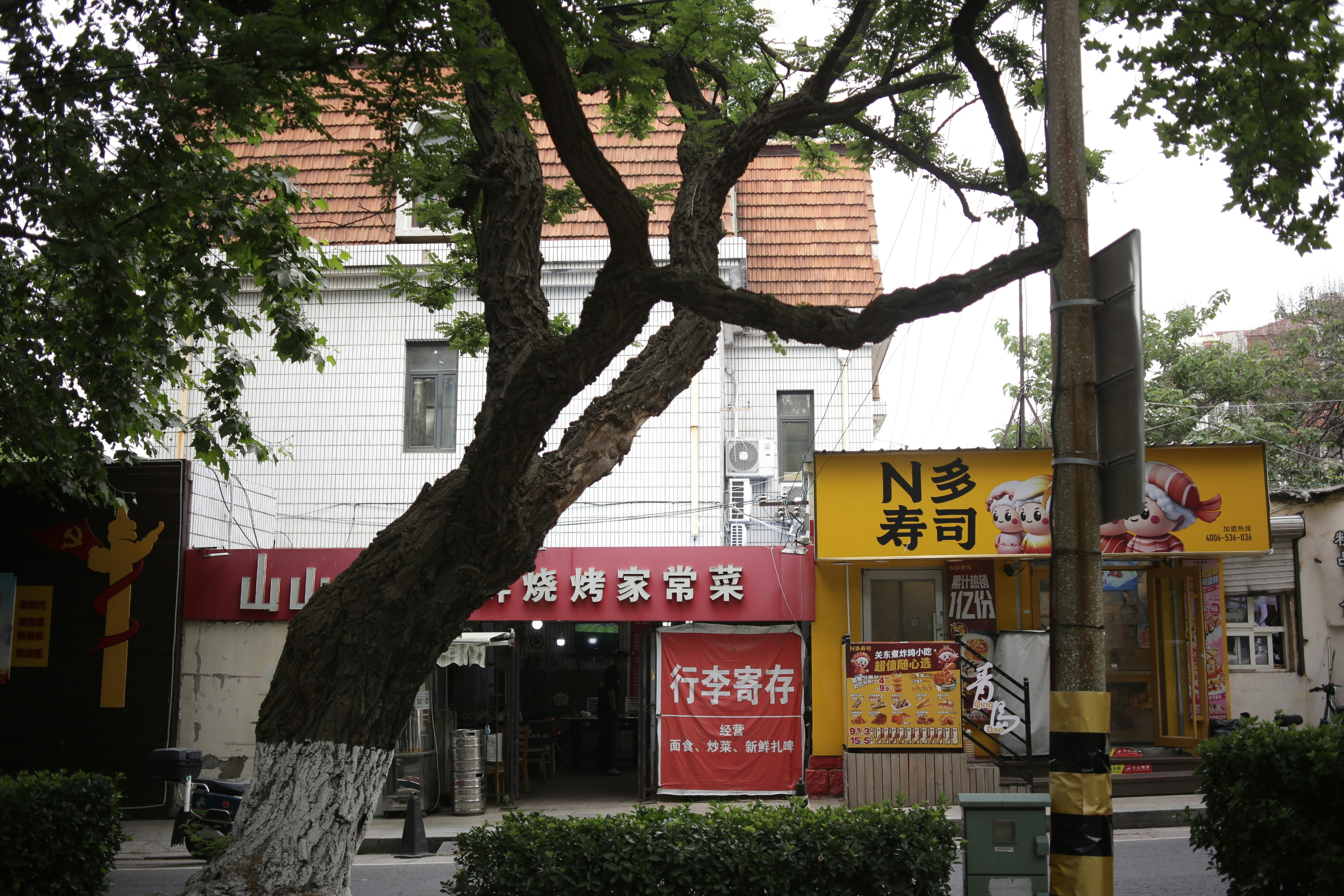Urban Orchard: A Tree Framing a Busy Shopfront