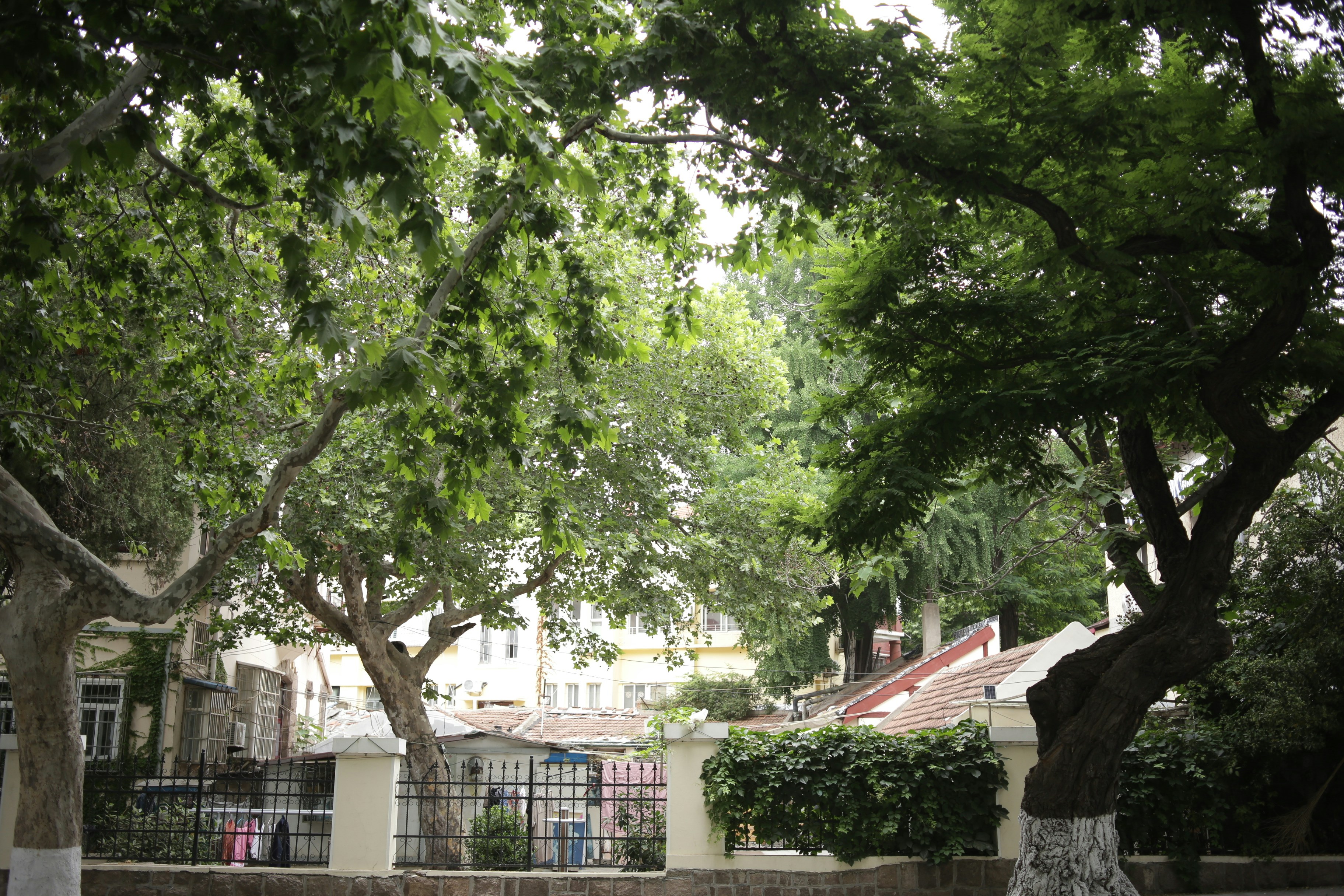 Shaded Courtyard Beneath Whispering Canopy