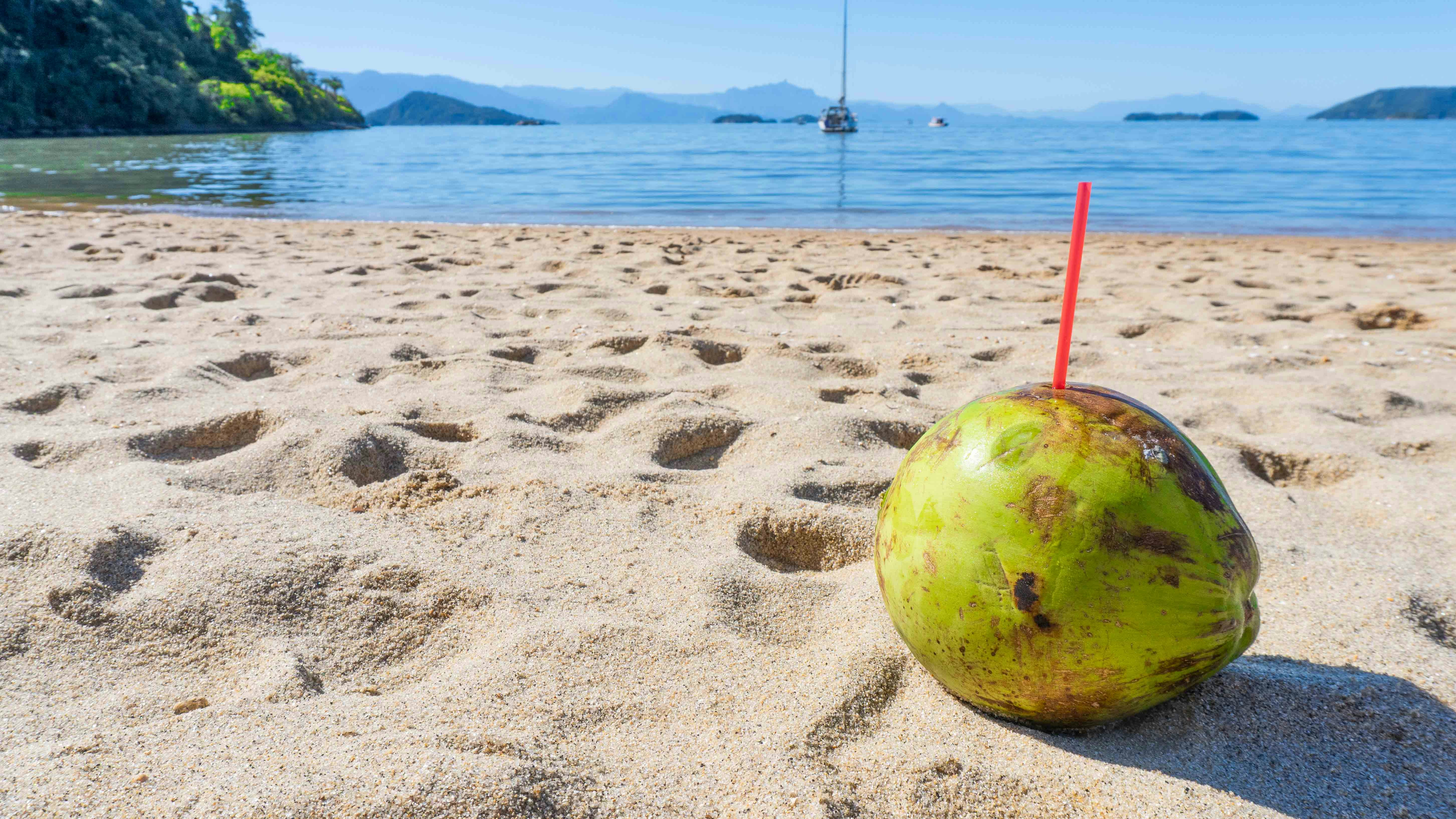 Coconut on a Sunny Shoreline