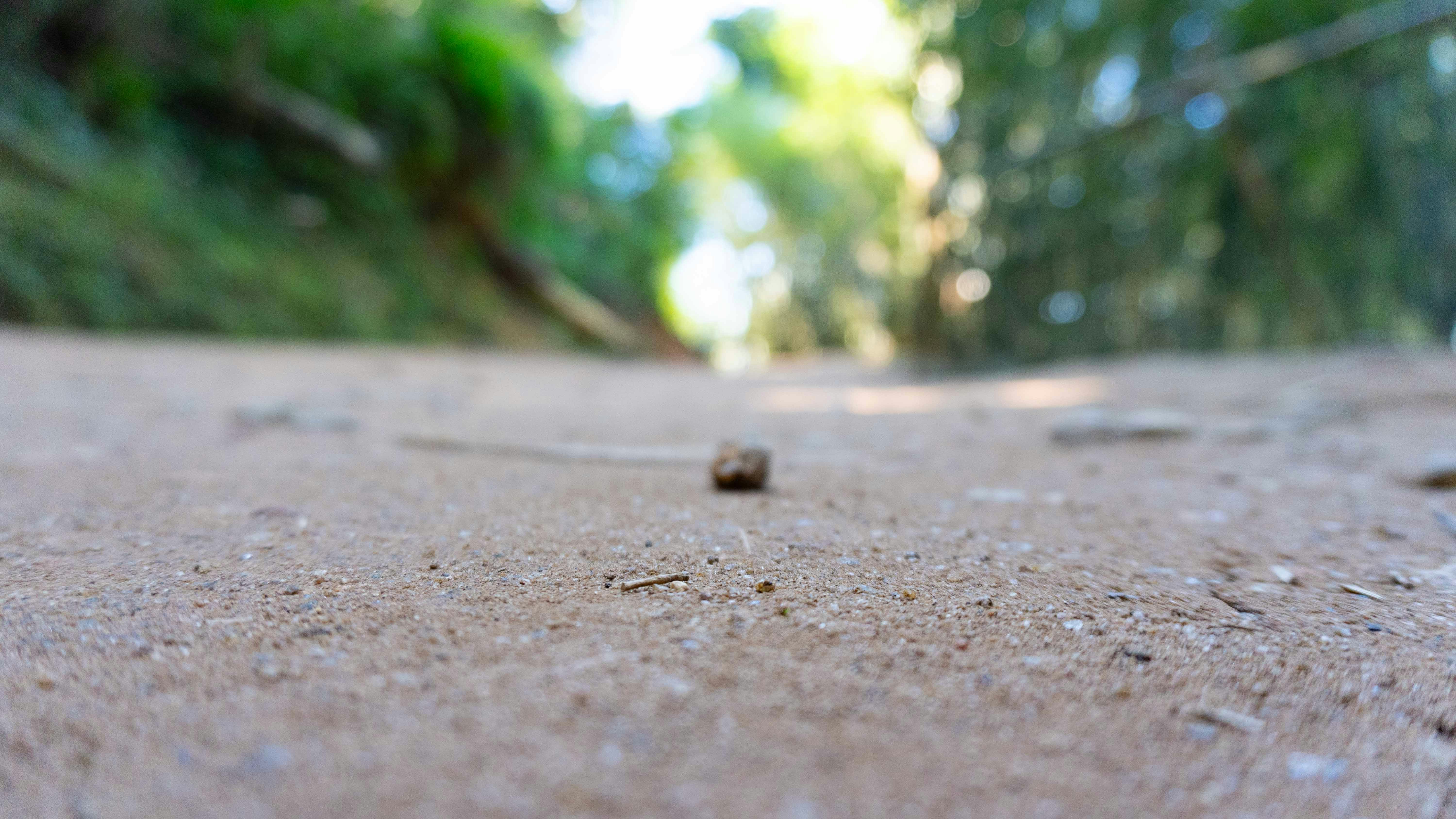 A Pebble on a Path: Quiet Road Through Sunlit Ferns
