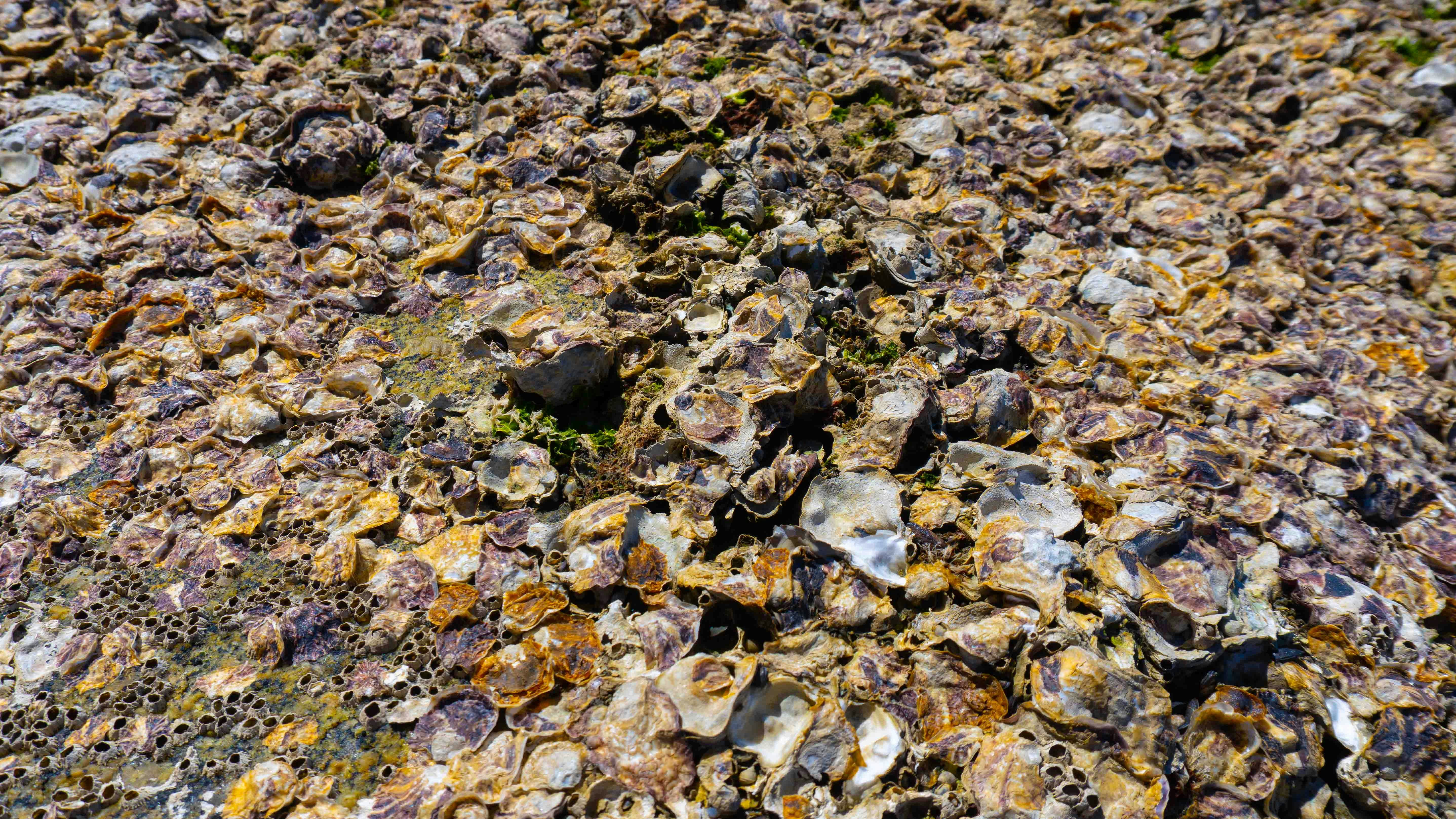 Pebbled Mosaic: Close-up of a Weathered Rocky Shore