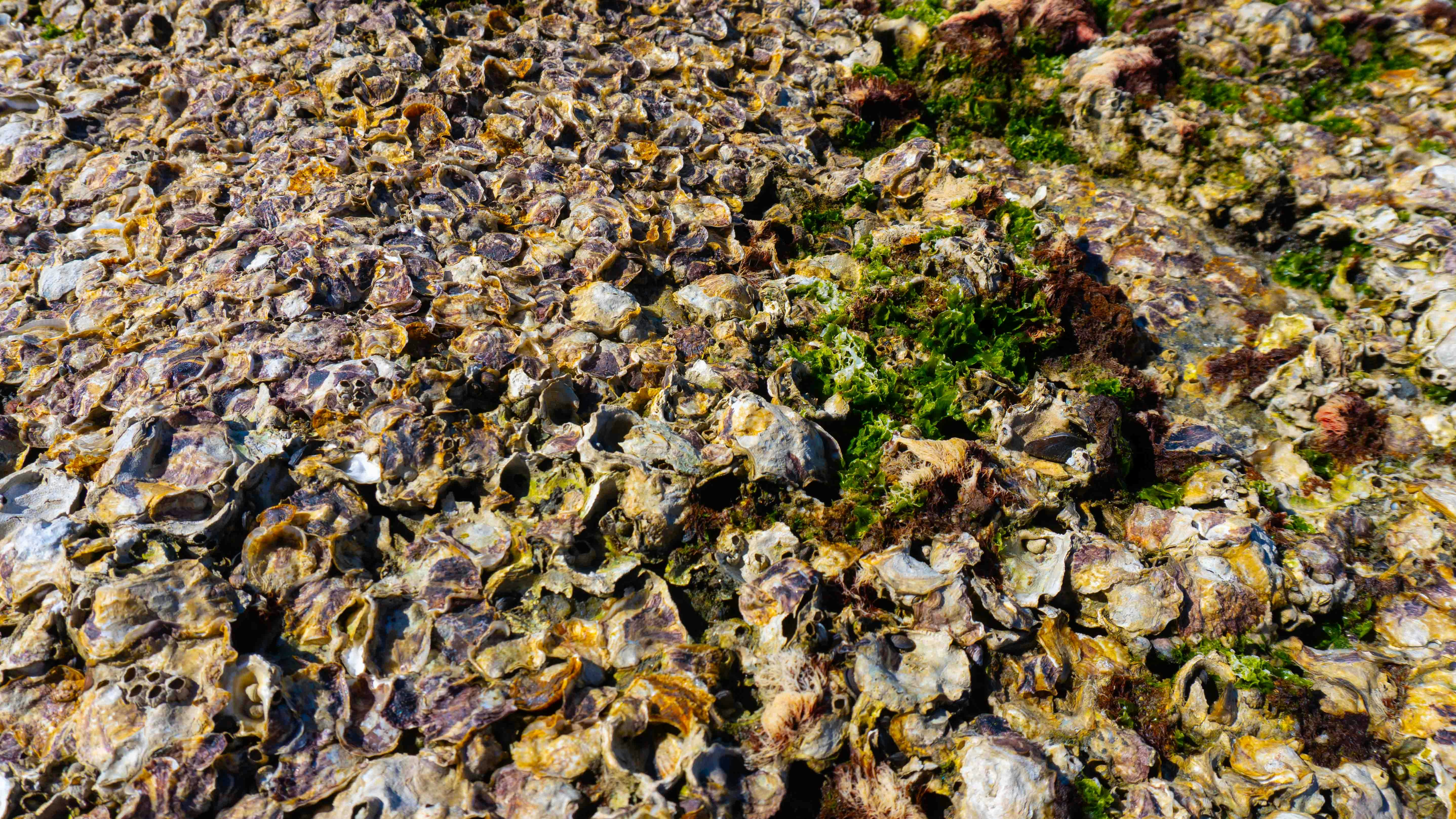 Weathered stones and mossy rubble: a close-up of a rocky ground