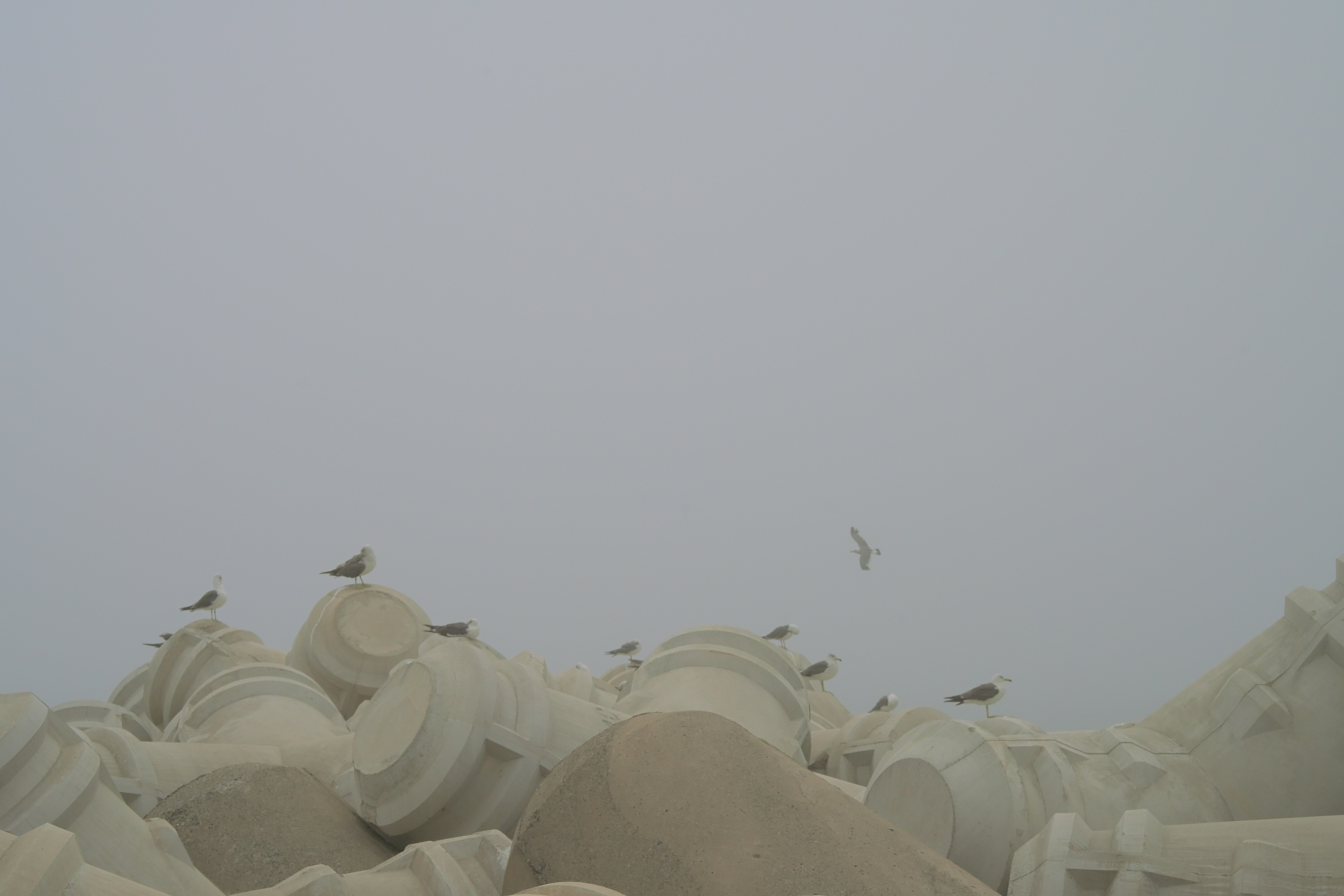 Wings of Dawn: Seabirds Perched on Concrete Megastructures