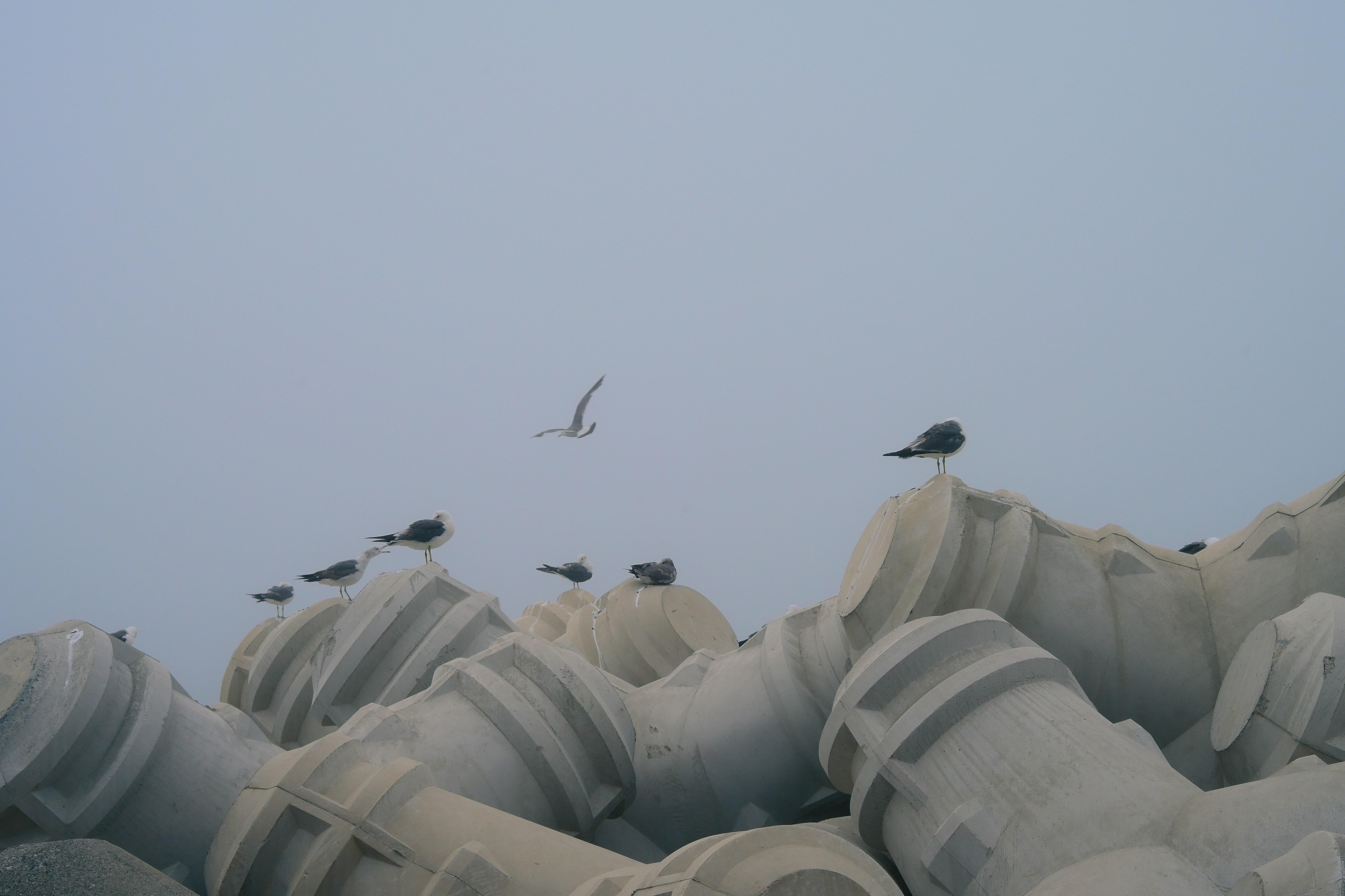 Seabirds at the Breakwater: Quiet Perch Among Tidal Giants