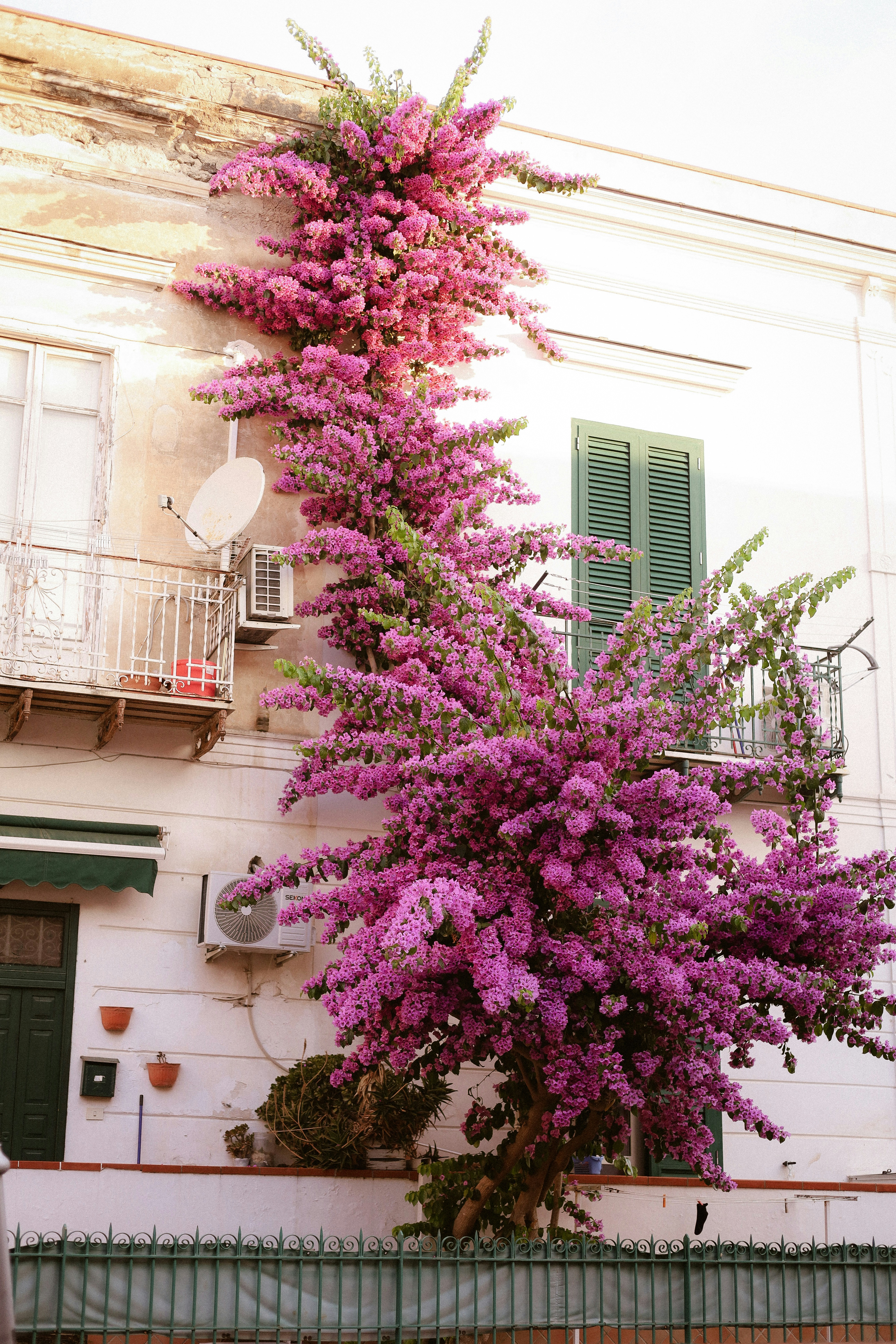 Bougainvillea Ascent: A Pink Cascade Ups the Facade