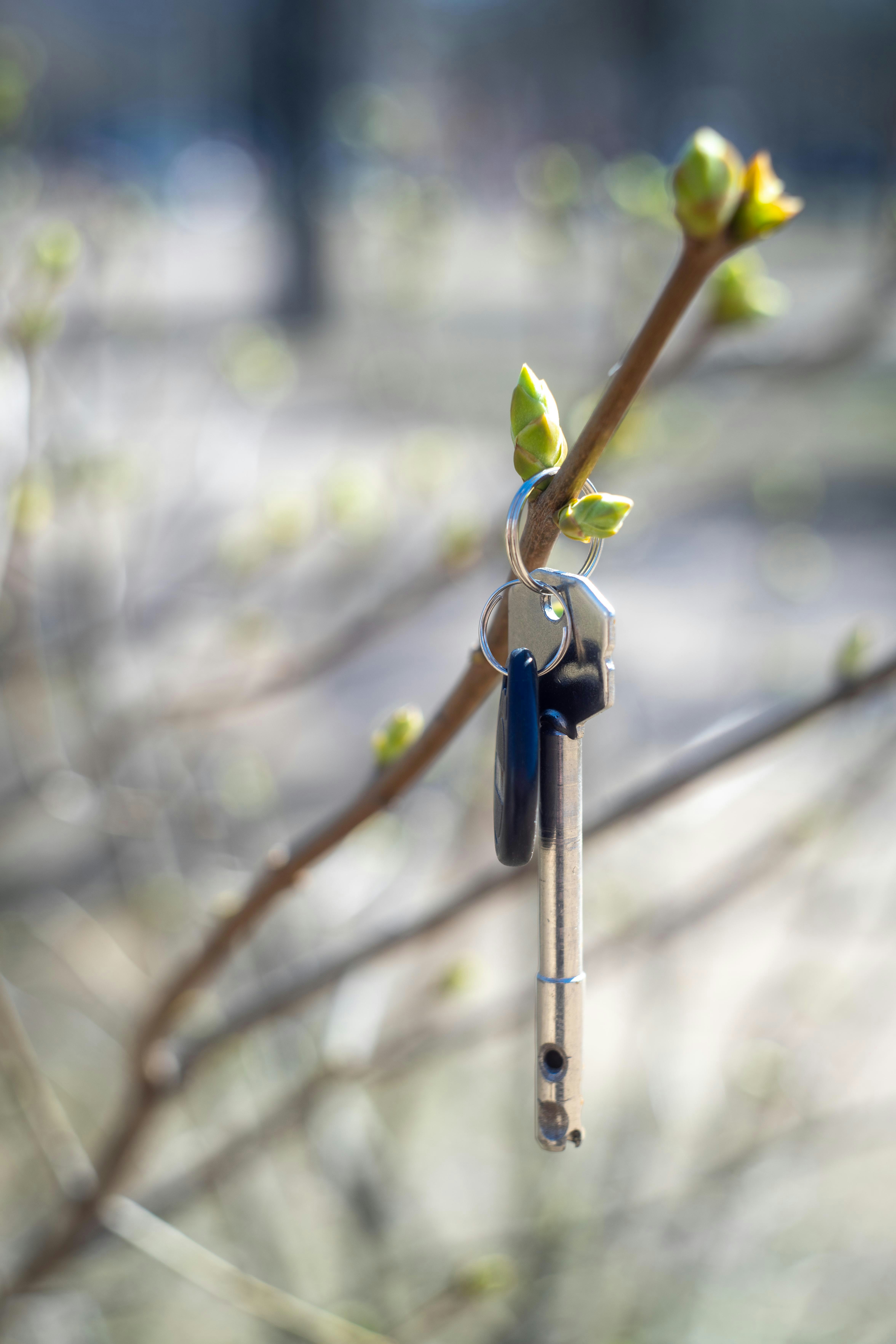 Keys on a Branch: A Quiet Moment with a Hanging Key Ring