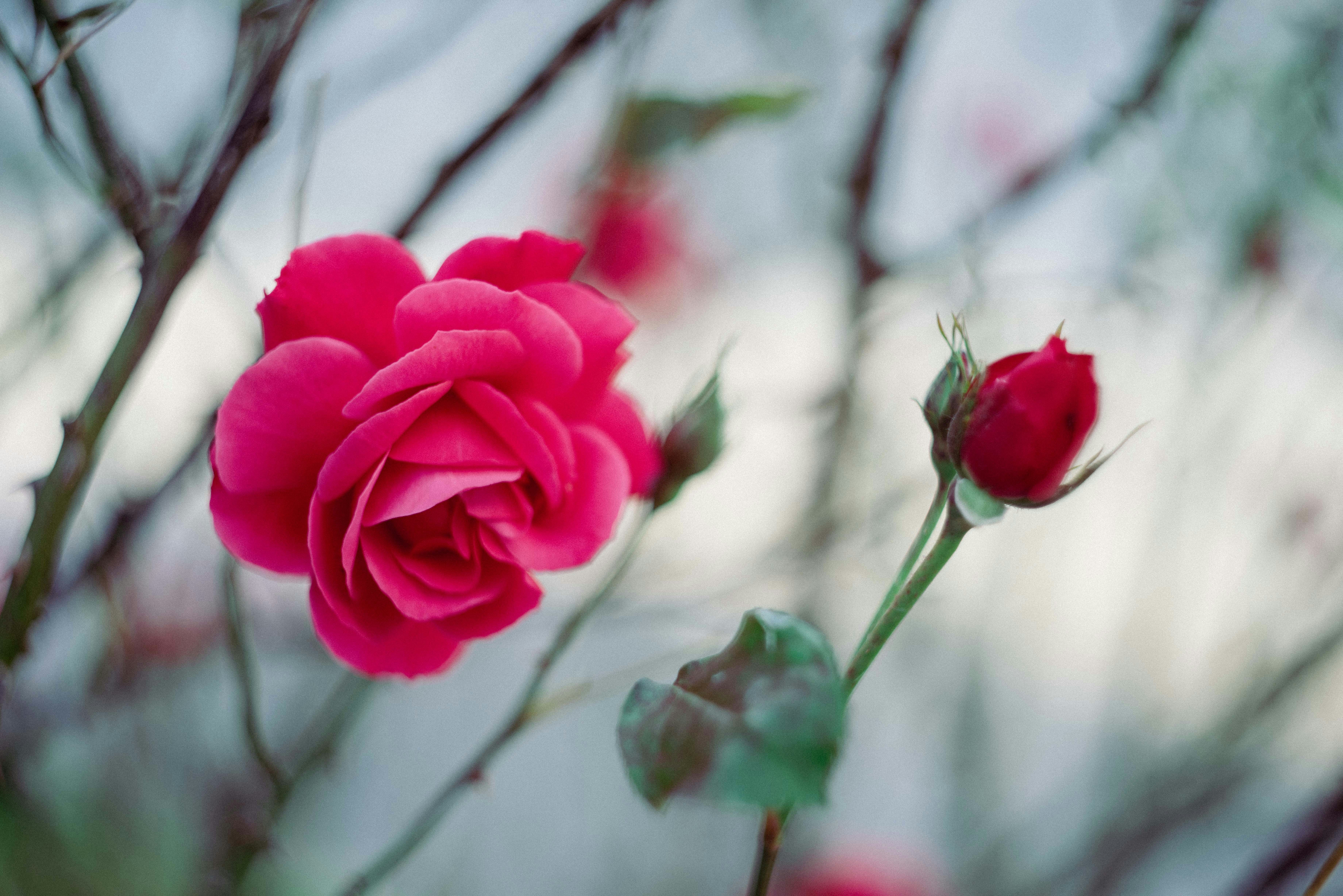 A close-up of a vibrant pink rose with a budding bloom in soft, blurred background; a delicate floral capture emphasizing color and form.