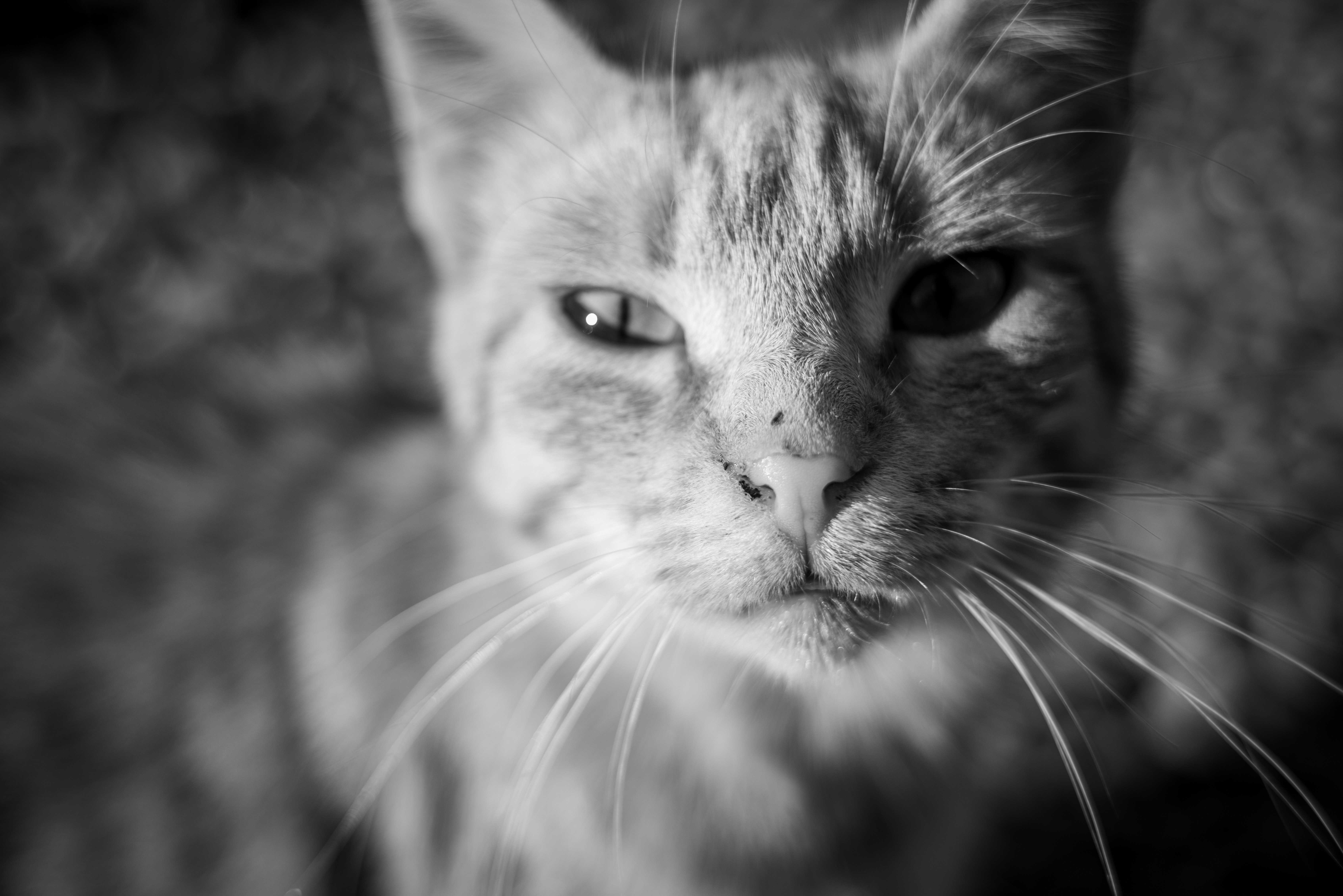 Close-Up Whiskers: A Cat’s Quiet Gaze