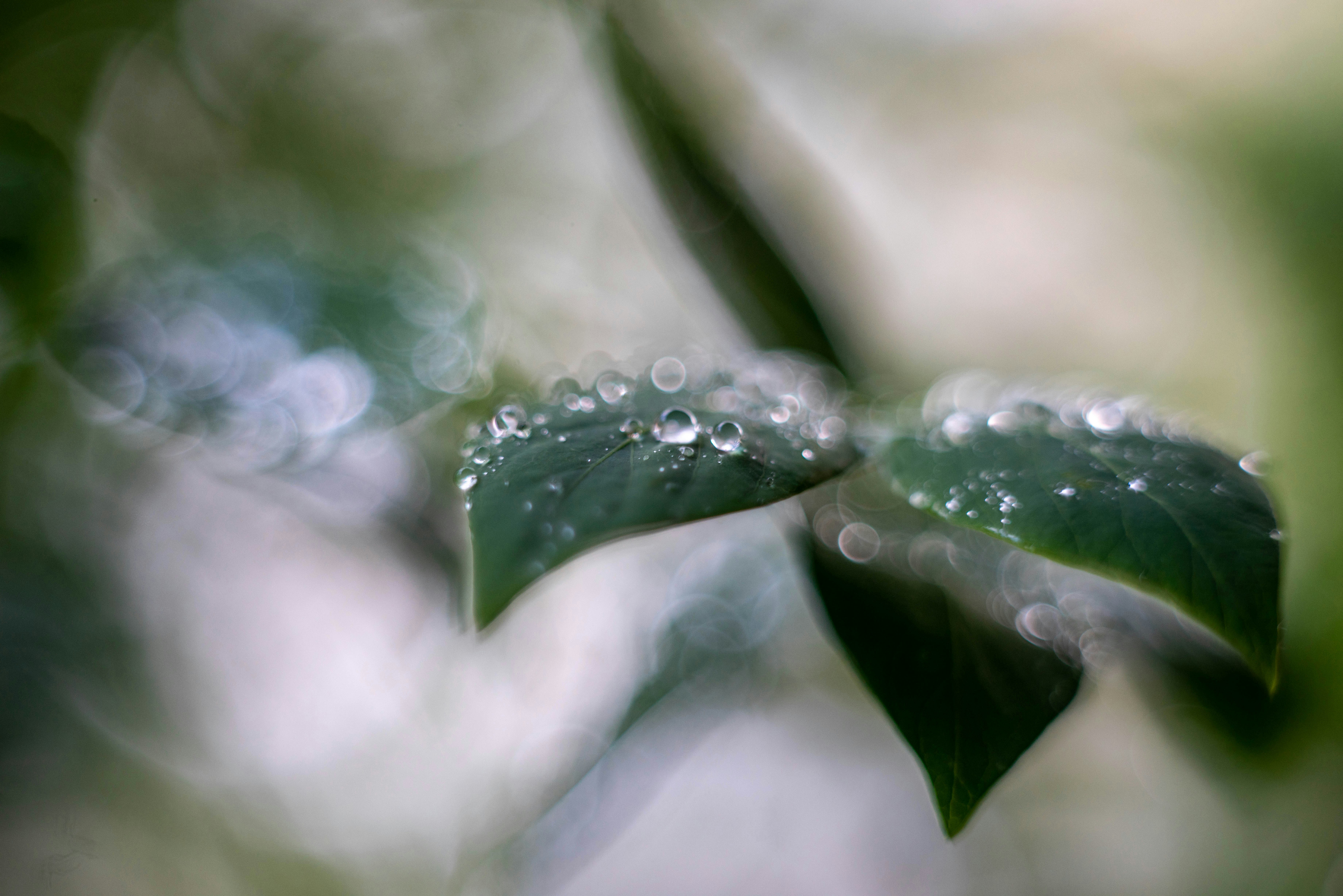 Dew on a Leaf: Gentle Morning Bokeh and Hidden Geometry