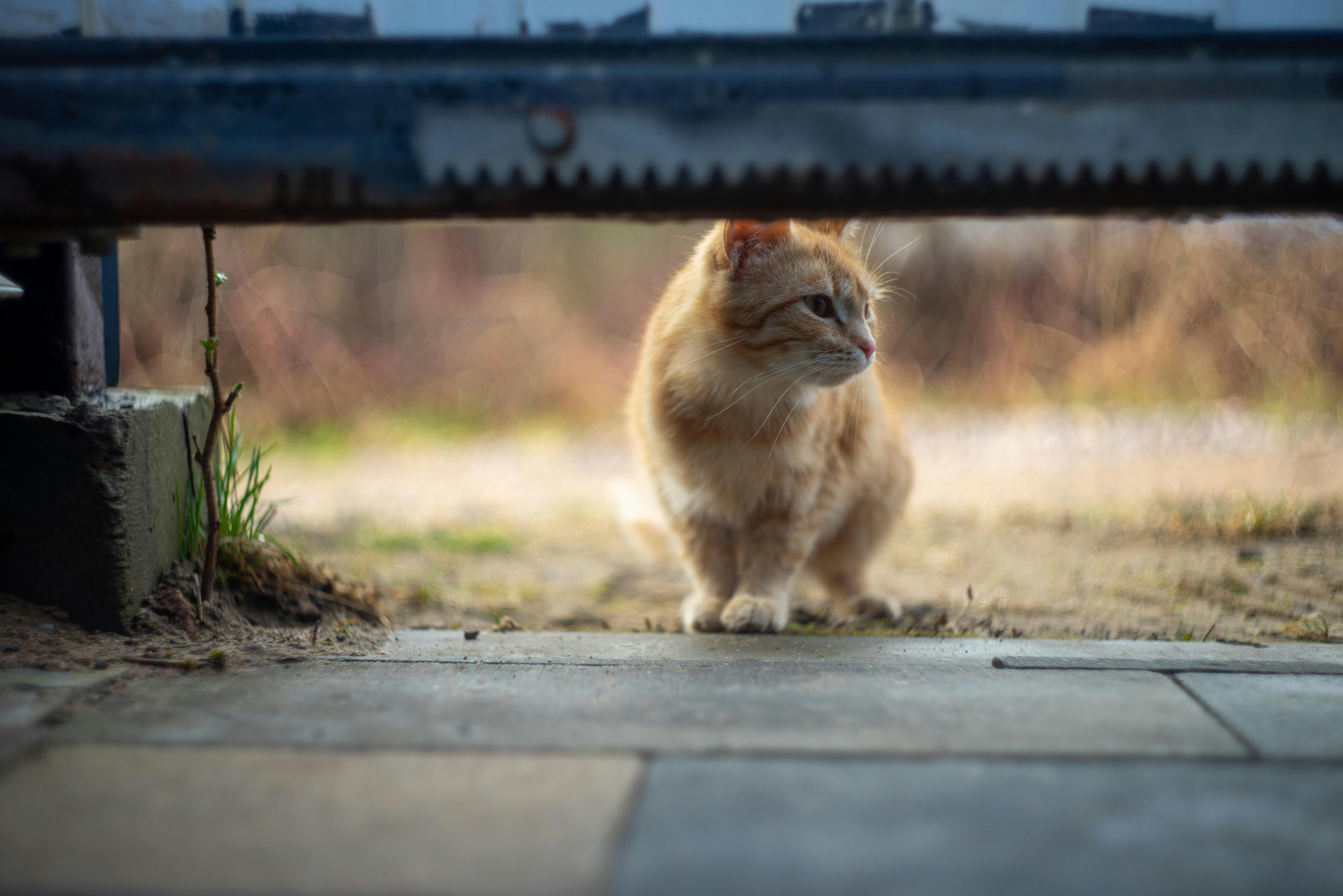 Curious Cat Pauses Under a Quiet Bridge