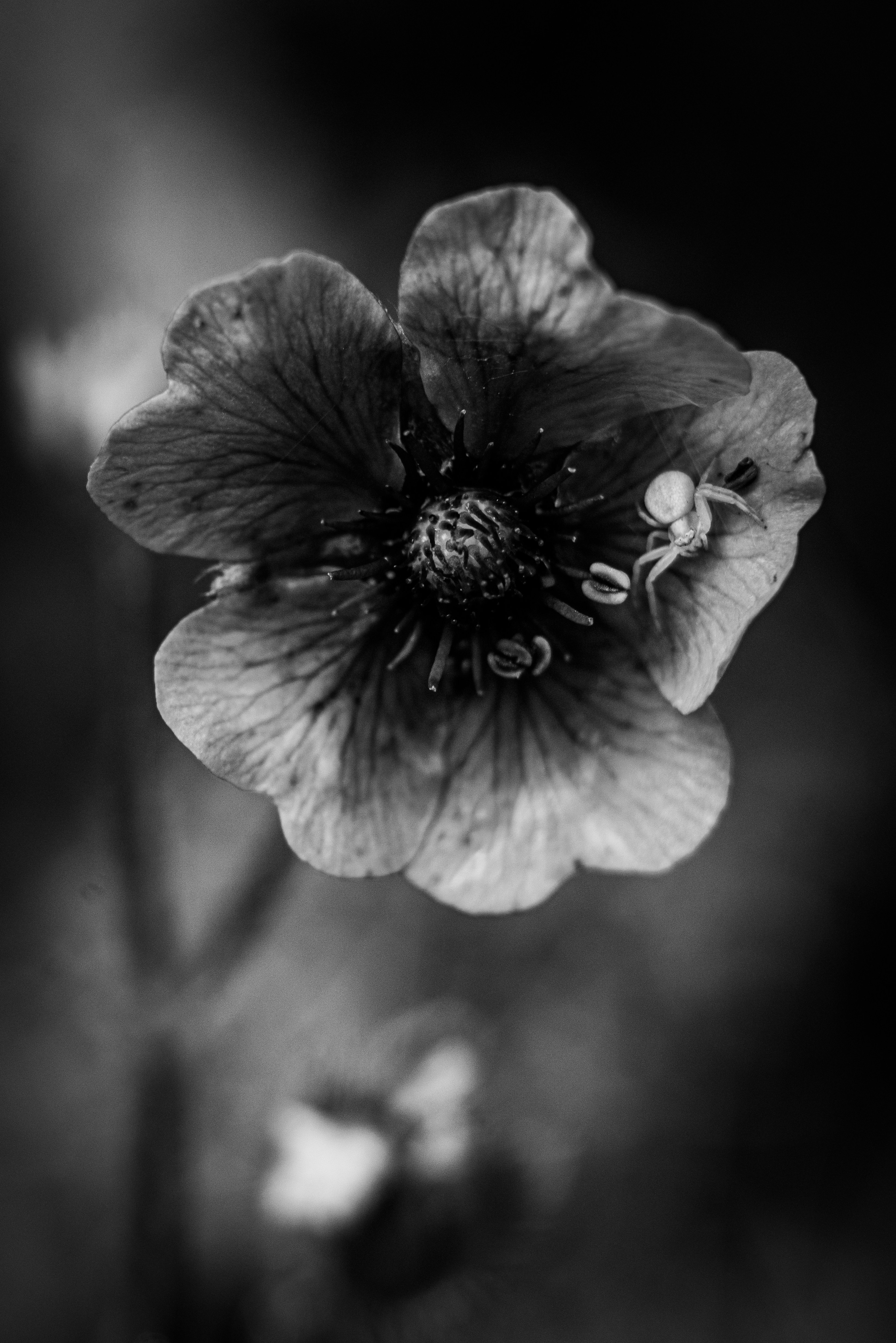 Midnight Bloom: A Black-and-White Petal in Focus