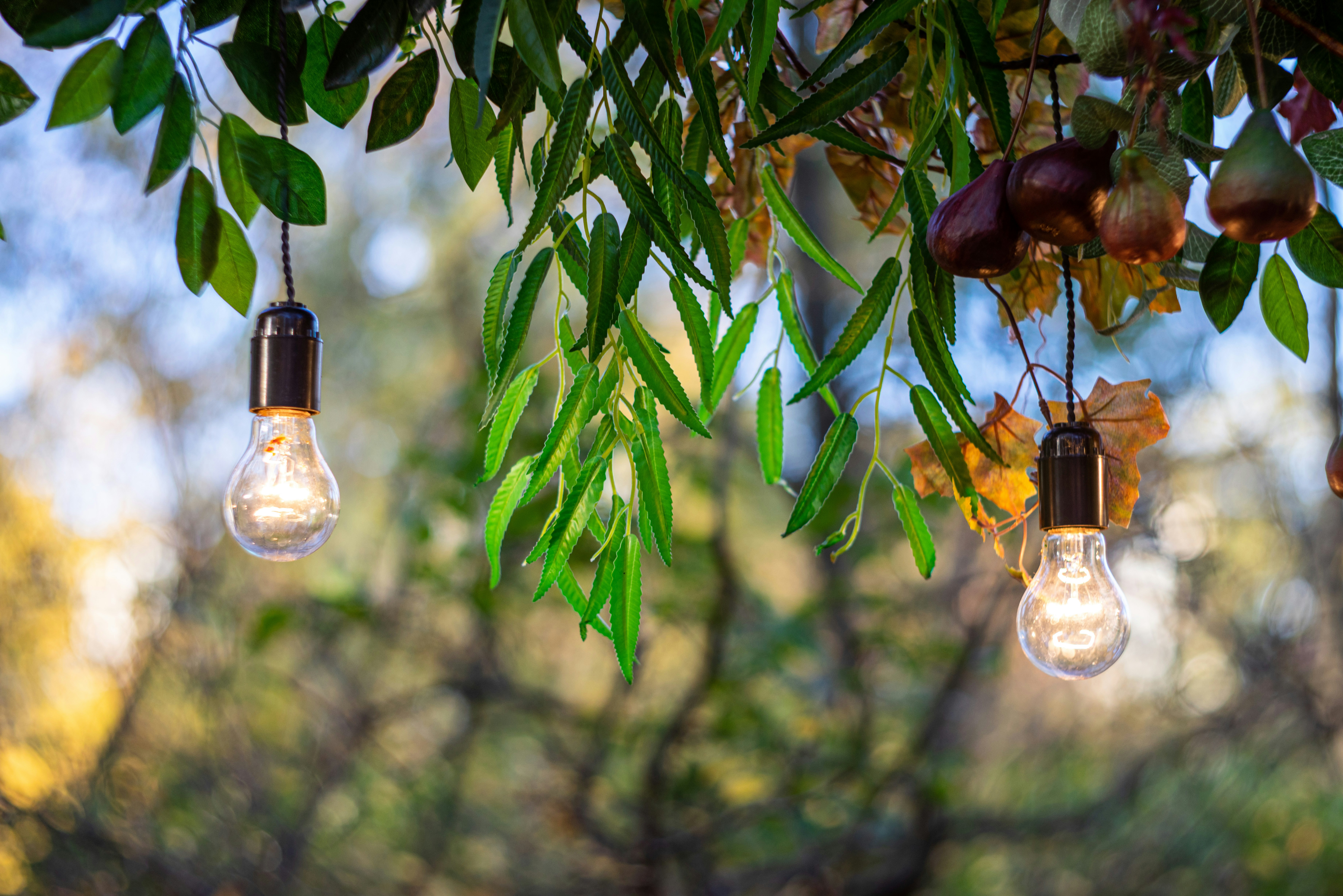 Glowing Orbs Above a Quiet Garden