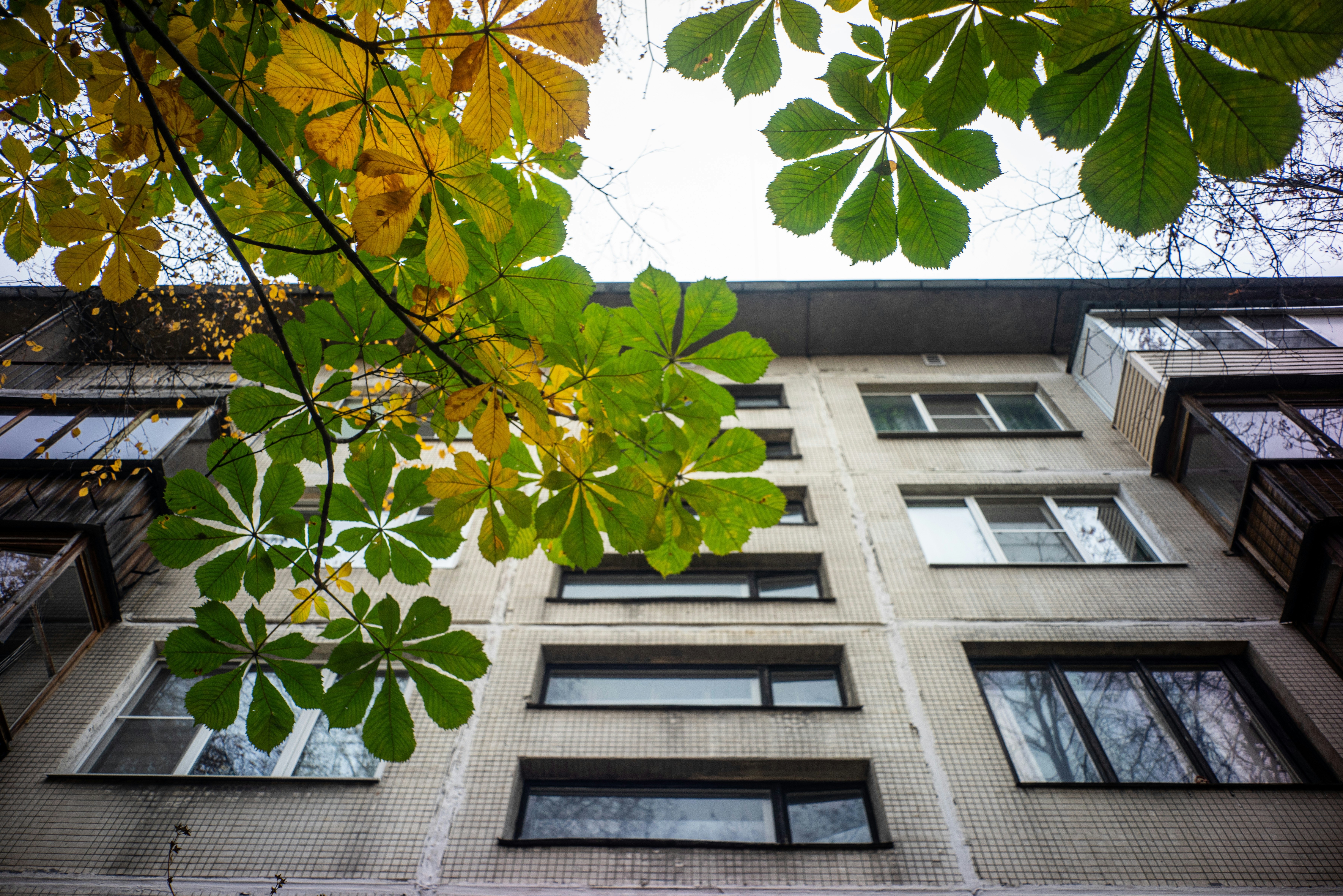Colorful autumn leaves frame a low-angle view of a brick apartment building, highlighting the contrast between natural texture and geometric windows.
