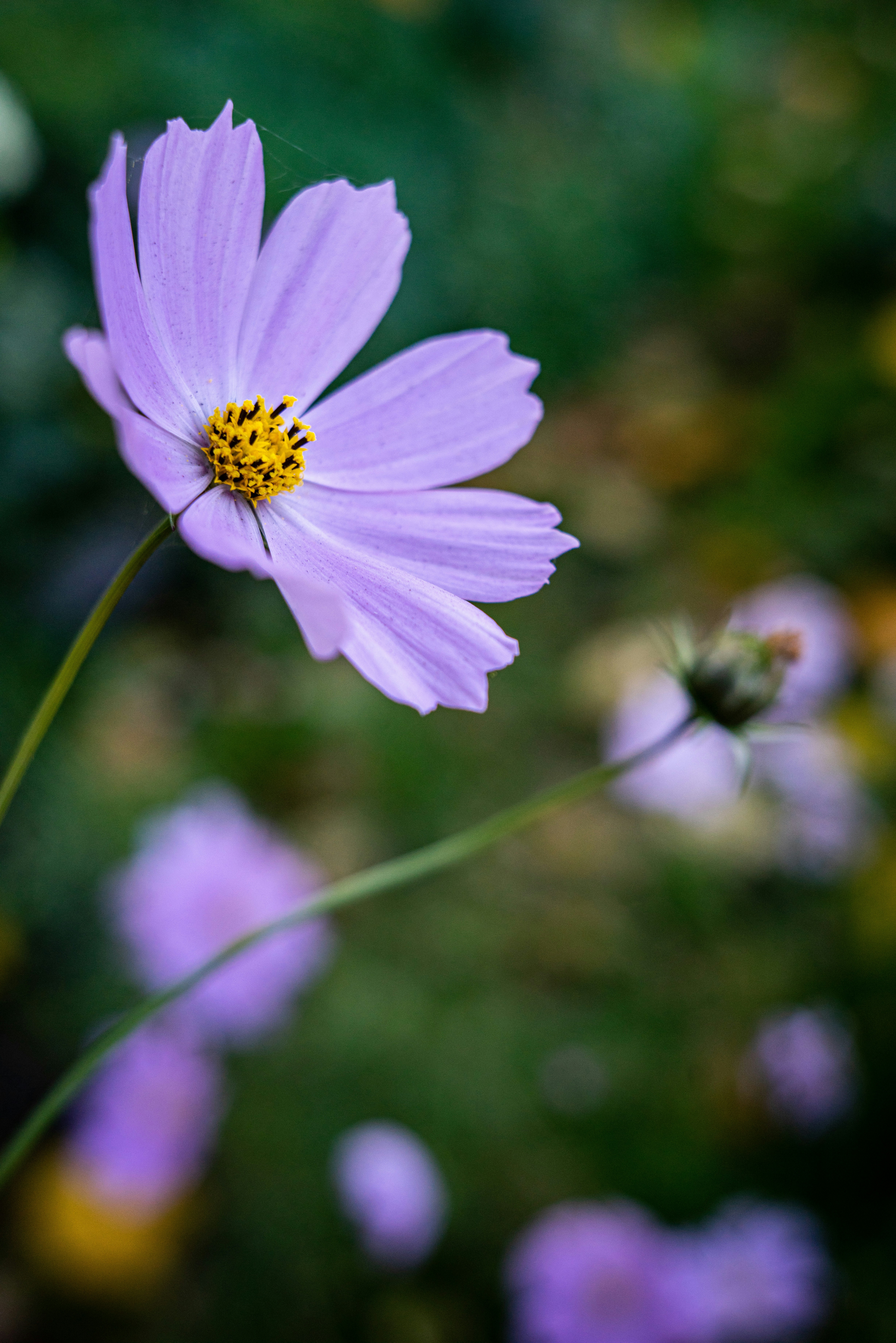 Lavender Cosmos: Close-up of a Dimensional Cosmos Bloom Against a Blurred Green Backdrop