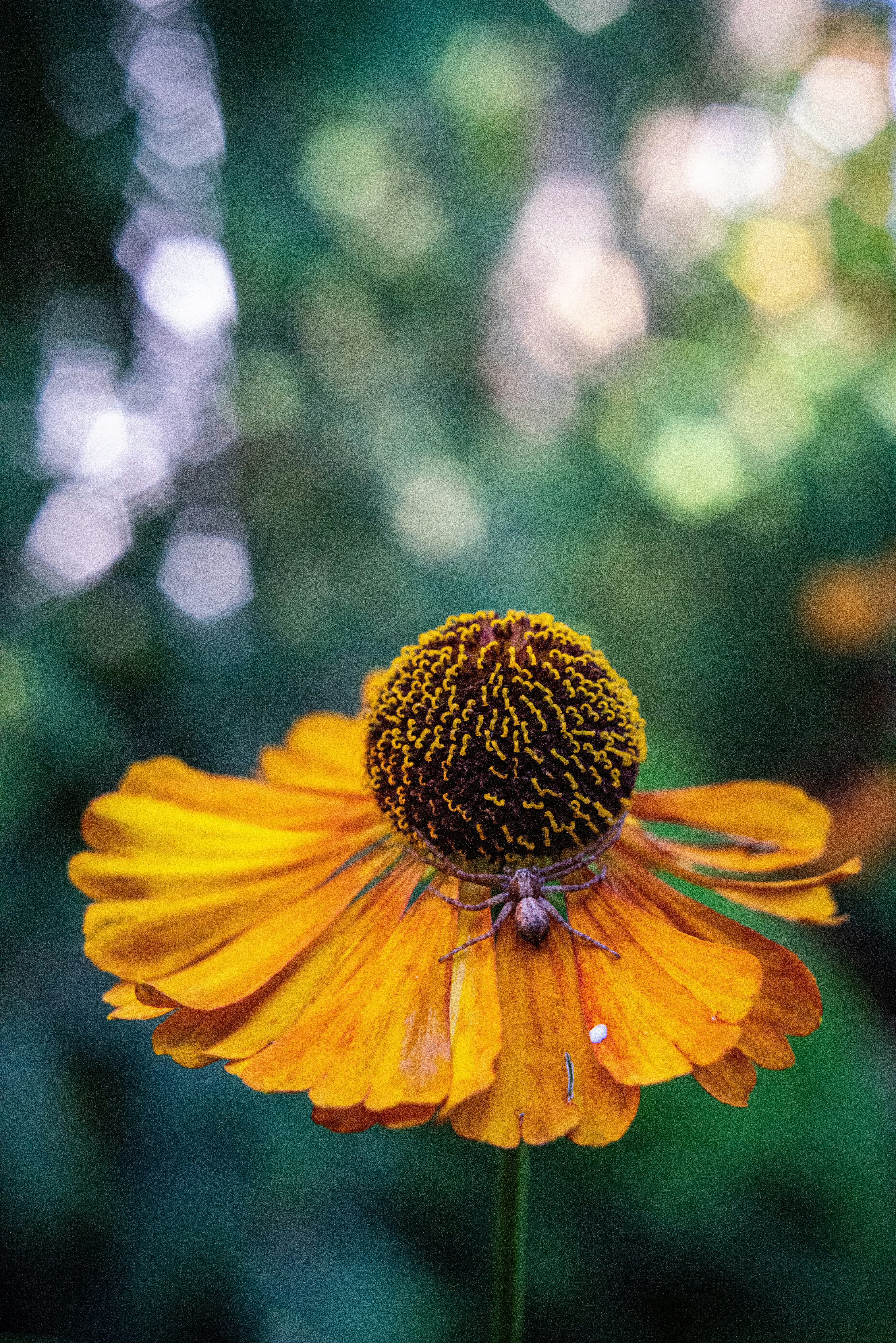 Sunlit Center: An Orange Daisy Crowned by a Textured Seed Head