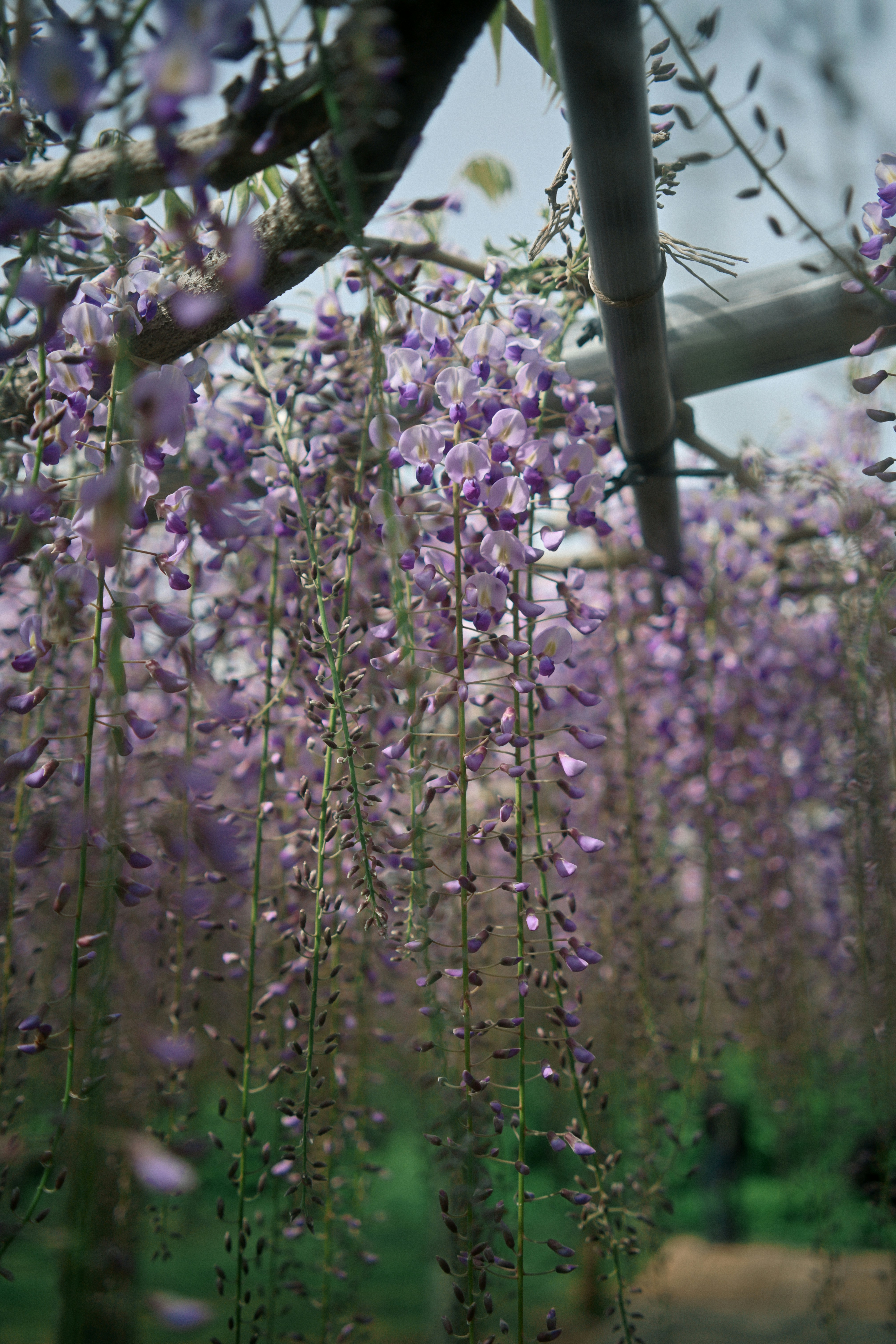 Lilac Tufts Under a Metal Frame