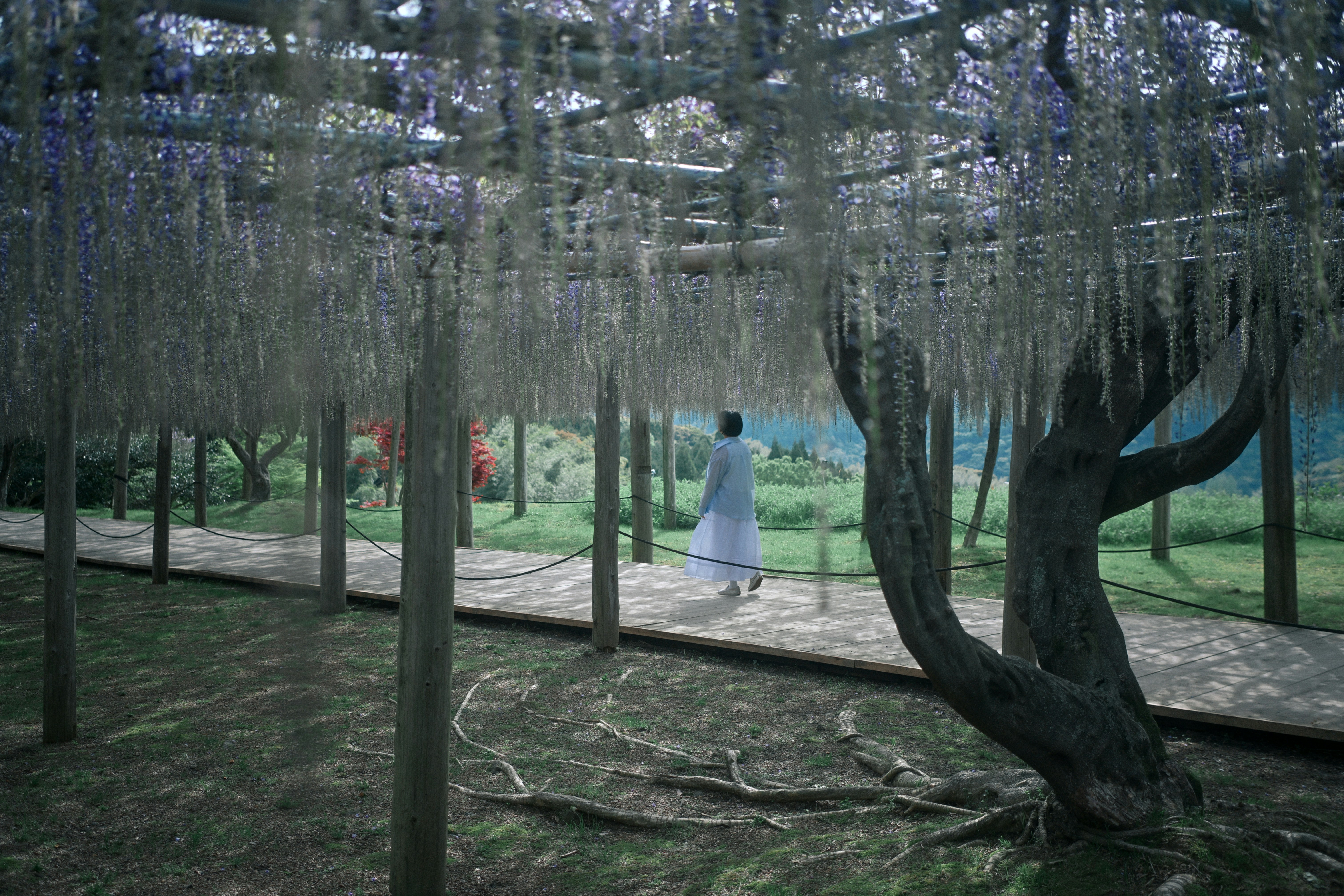 Whispering Path Under a Canopy: A Lone Figure on the Garden Walk