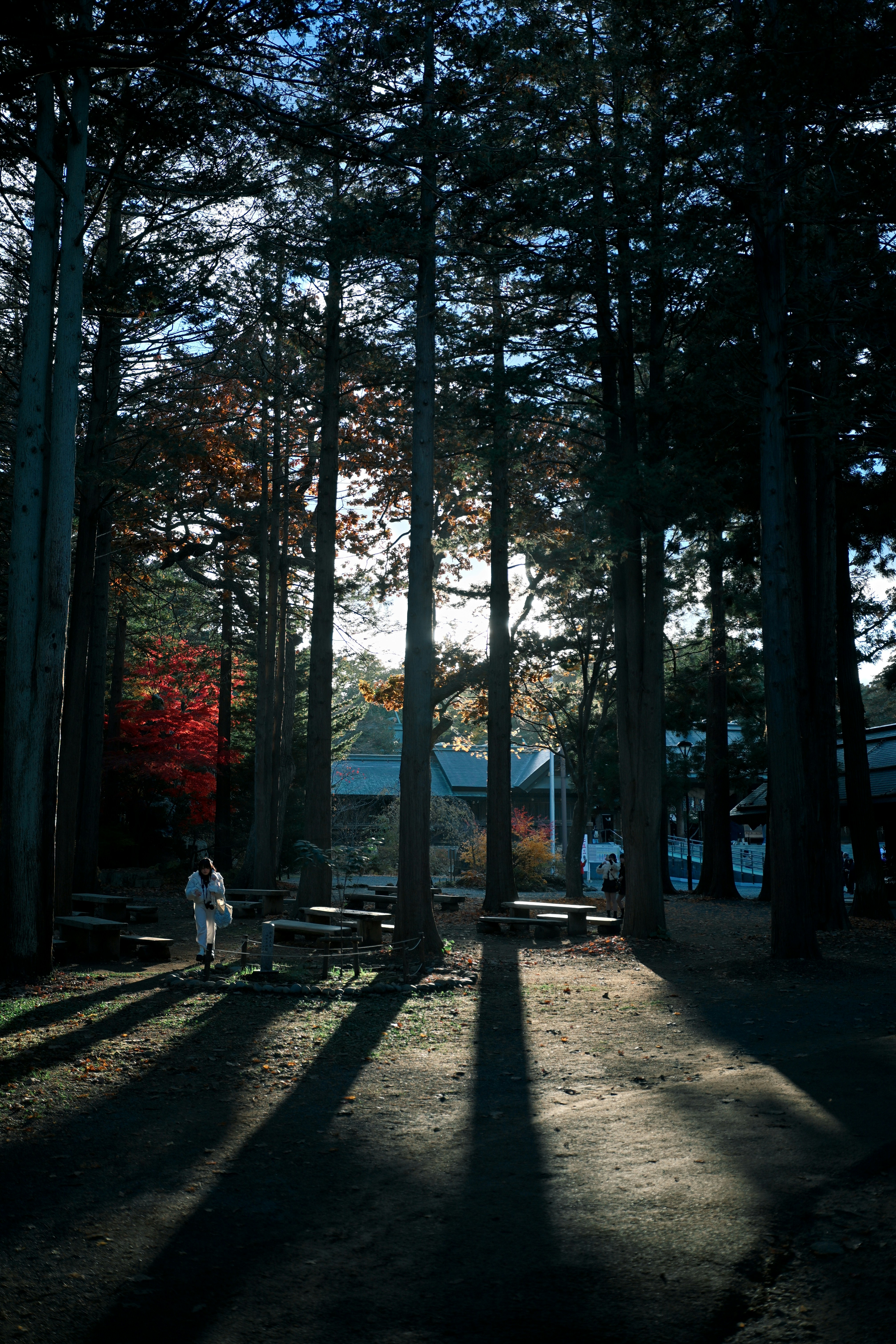 Sunlit silhouettes: a lone figure among towering pines at dusk