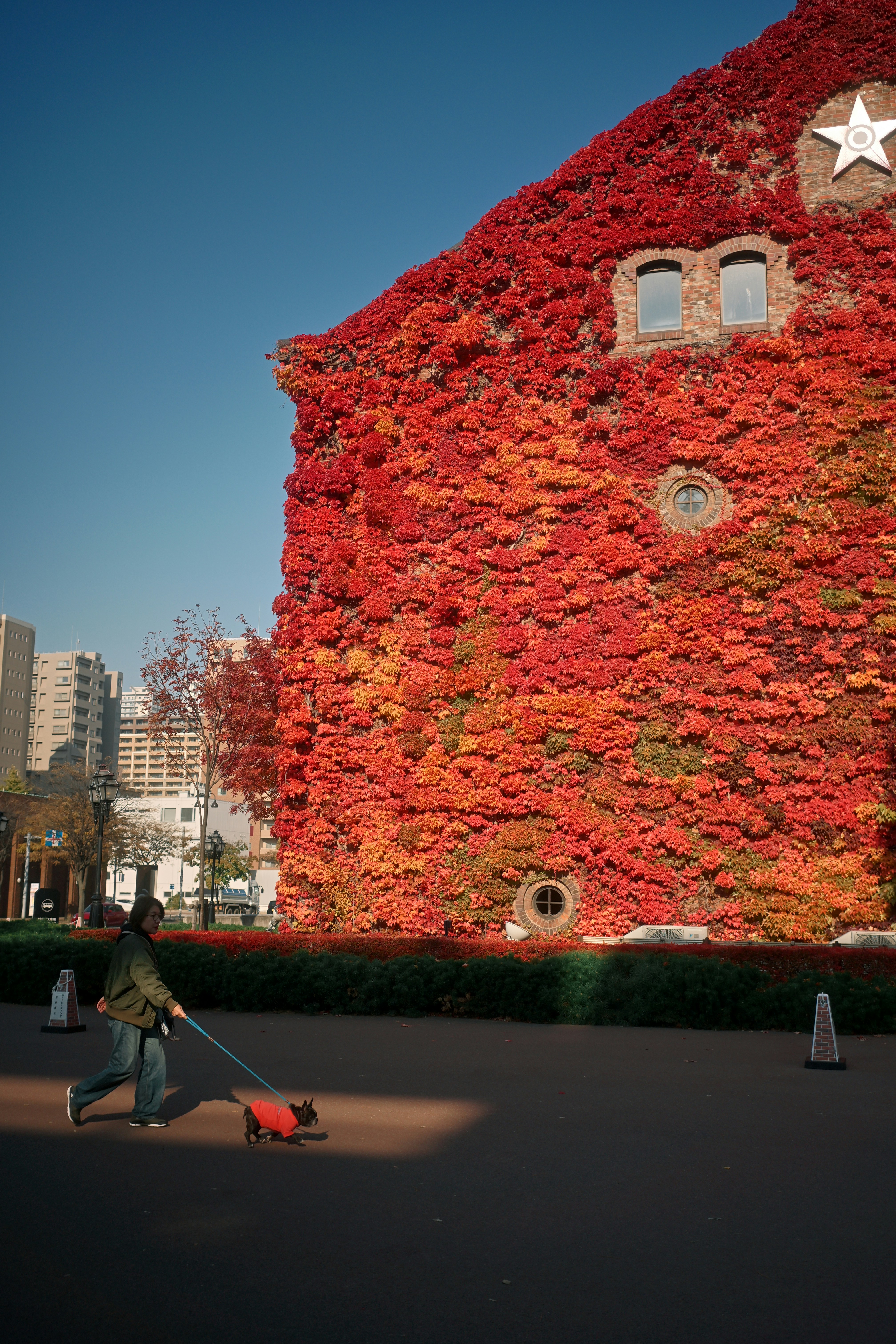 Crimson Facade: A Leafy Wall and a Strolling Duo