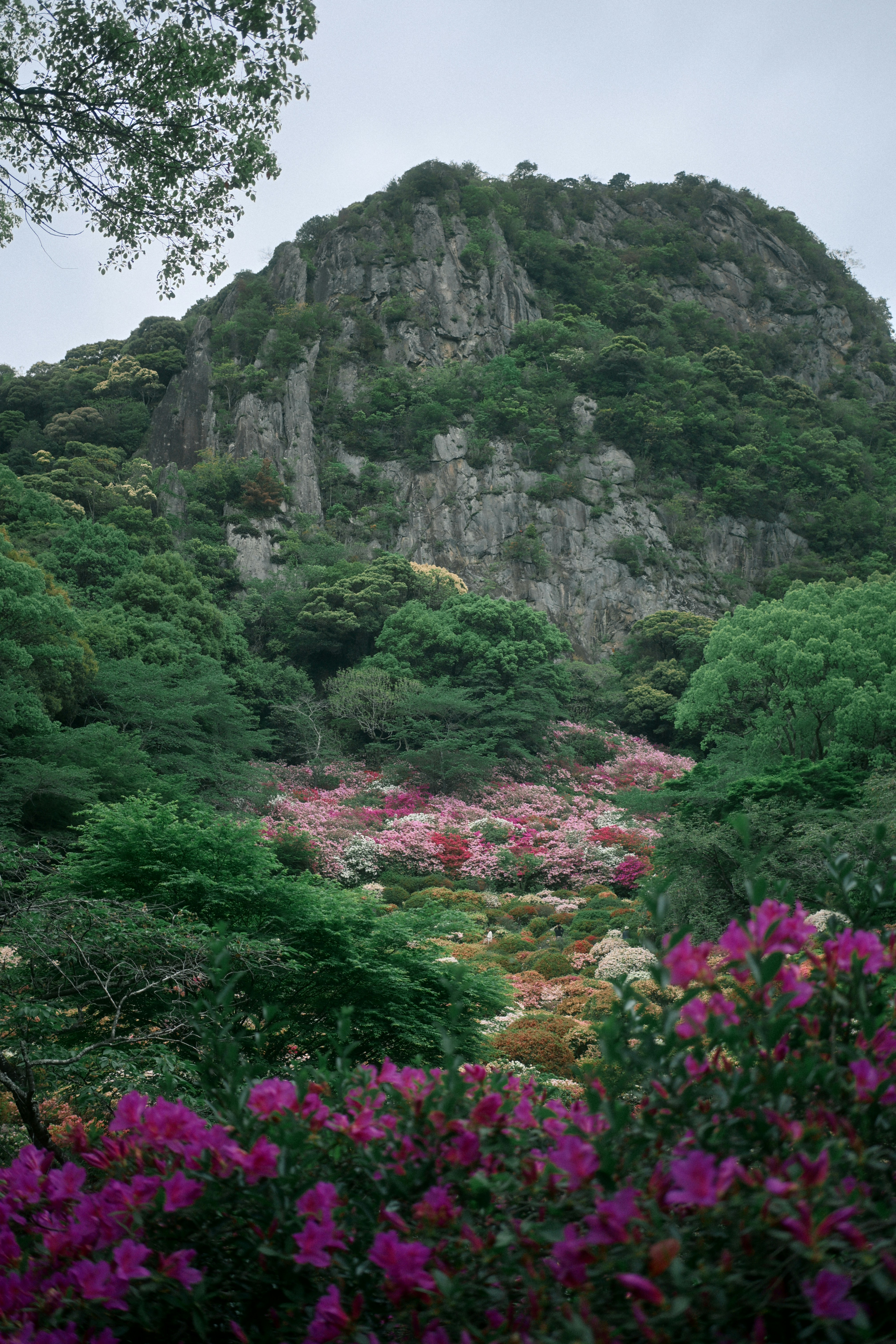 Mt. Verdant Blossom: Canyon of Color and Rock