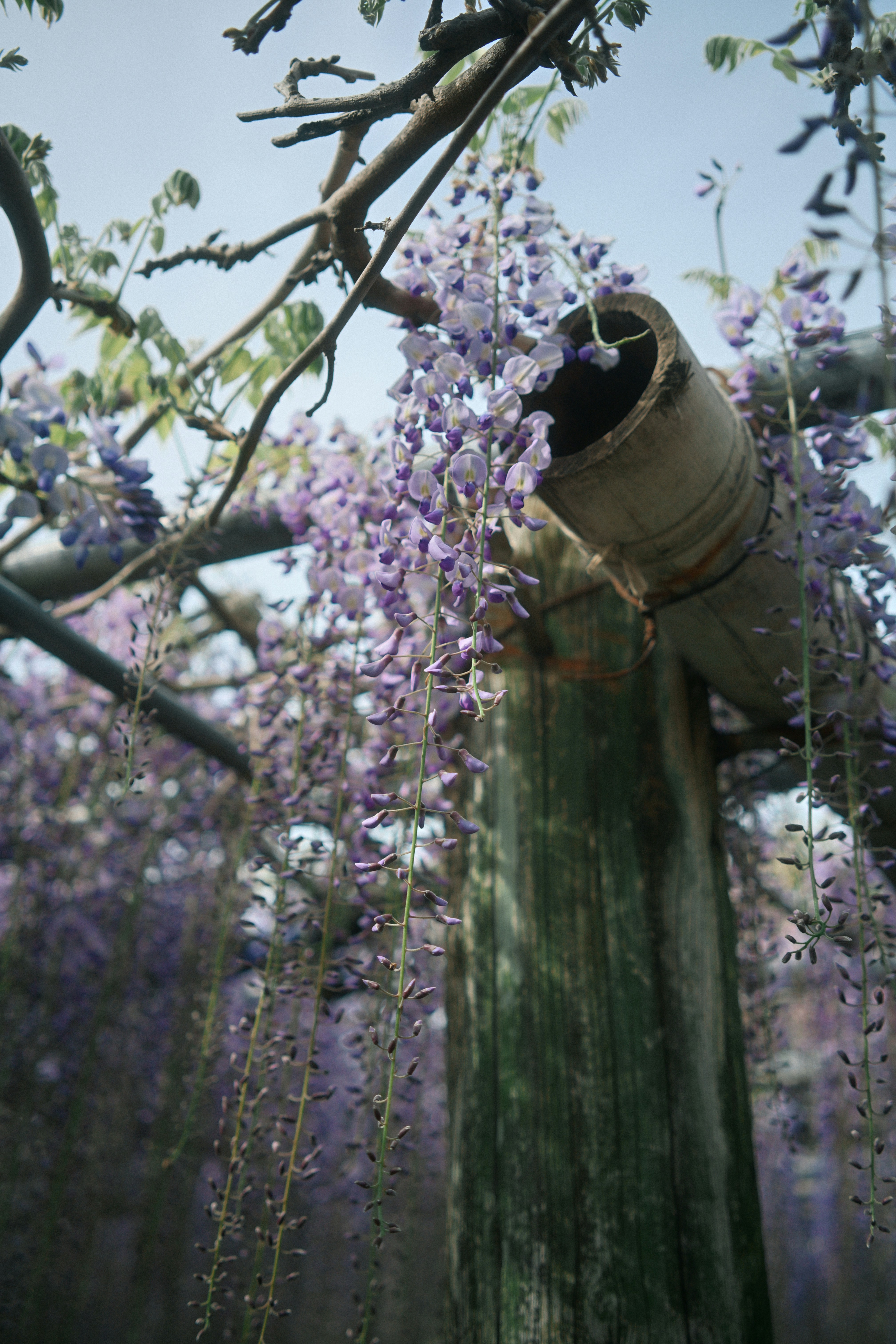 Purple Wisteria Cascade Clinging to Aged Roofline