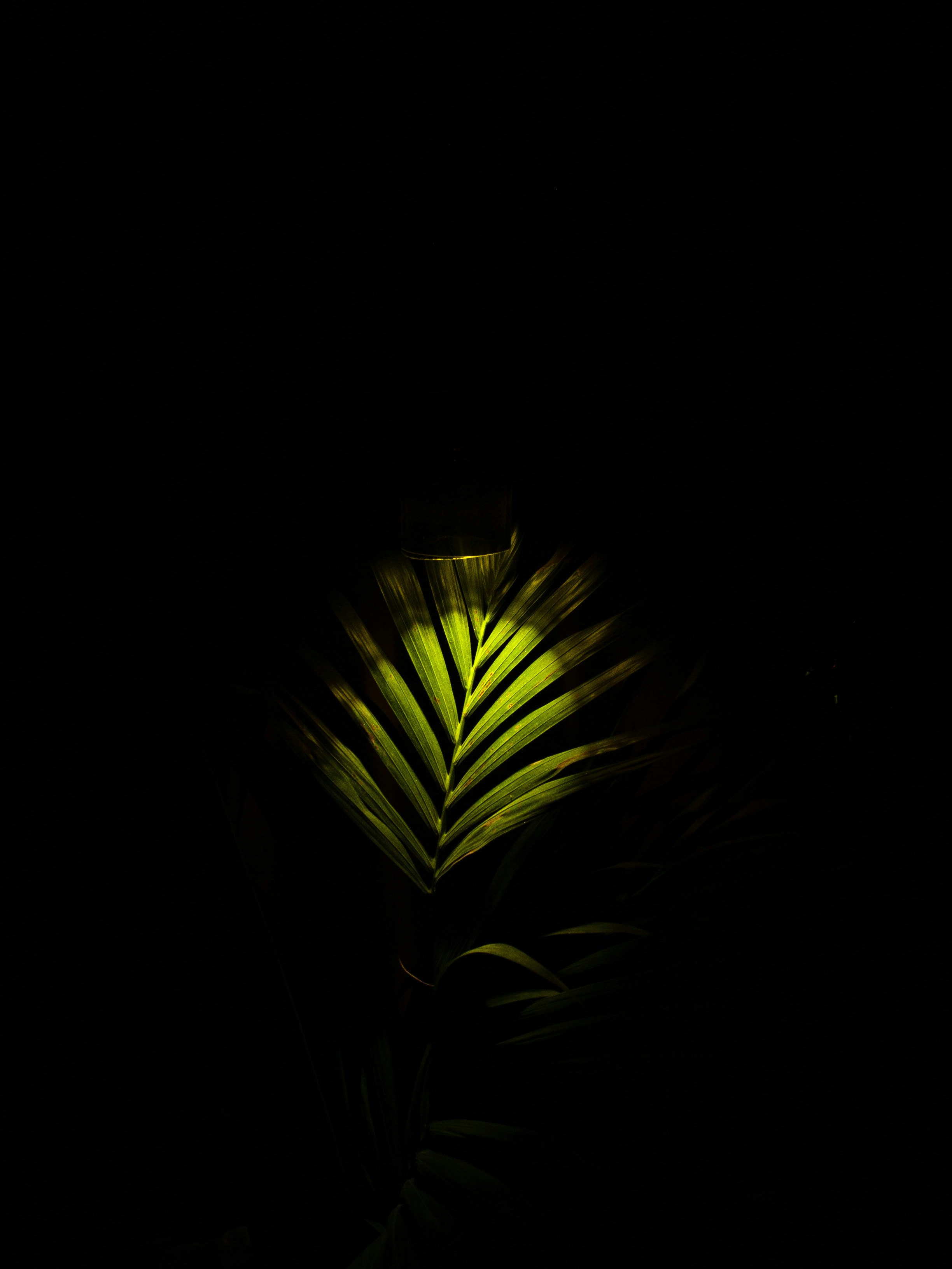 Emerald Frond in the Night: A Spotlight on Jungle Light