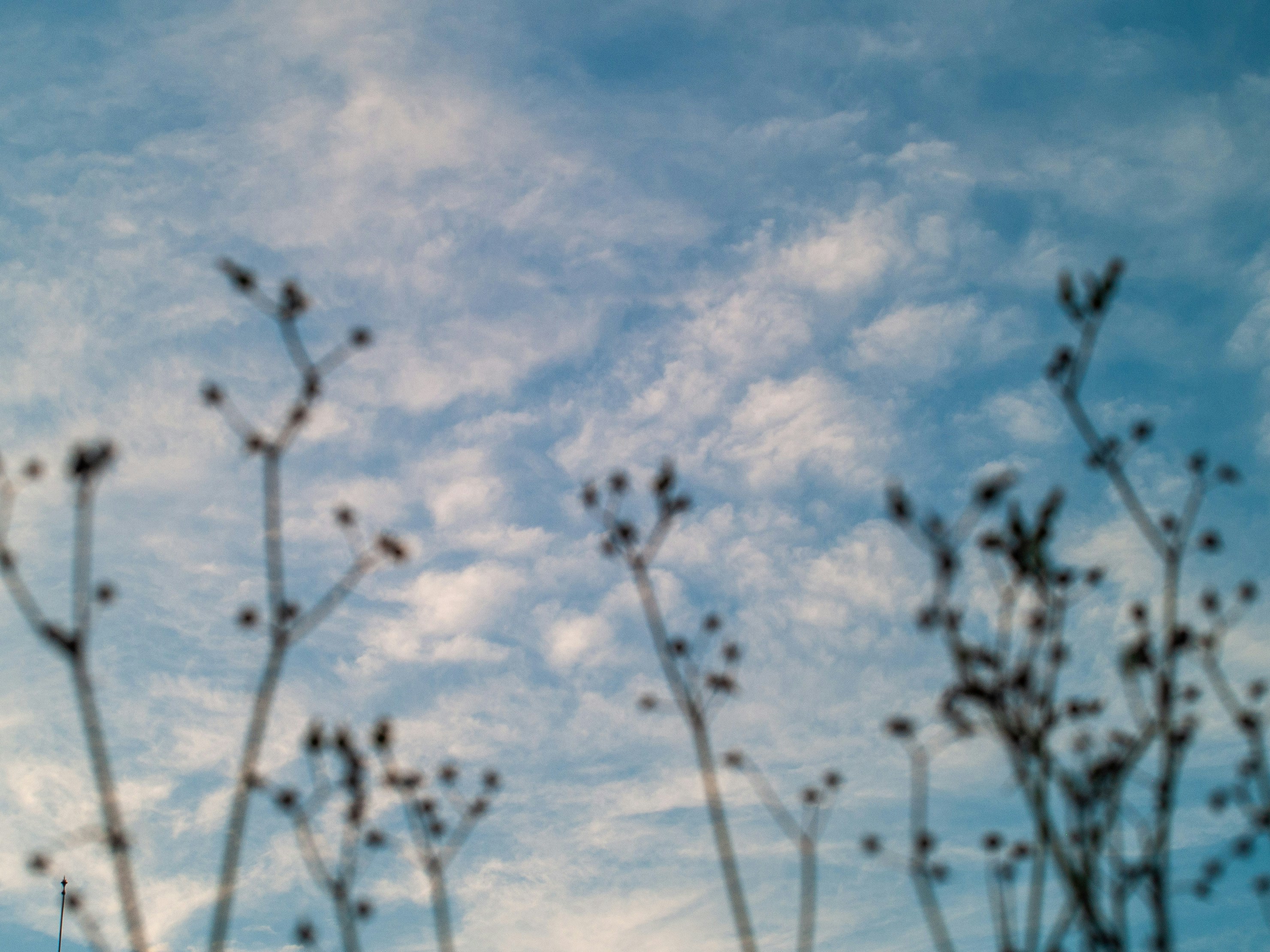 Skyward silhouettes: delicate stems reaching toward a wispy blue expanse