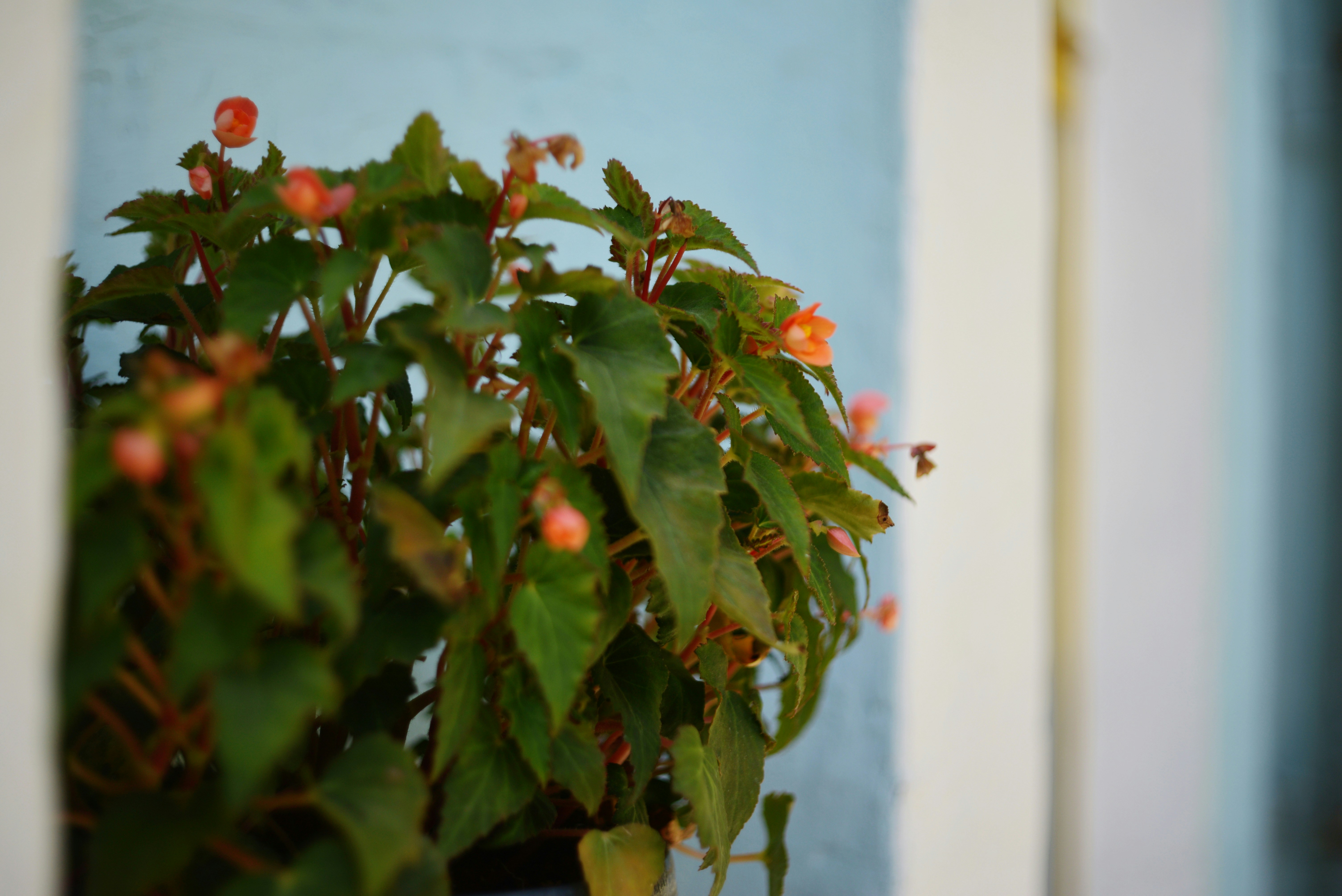 Hanging Bougainvillea in Sunlit Blue Wall Niche