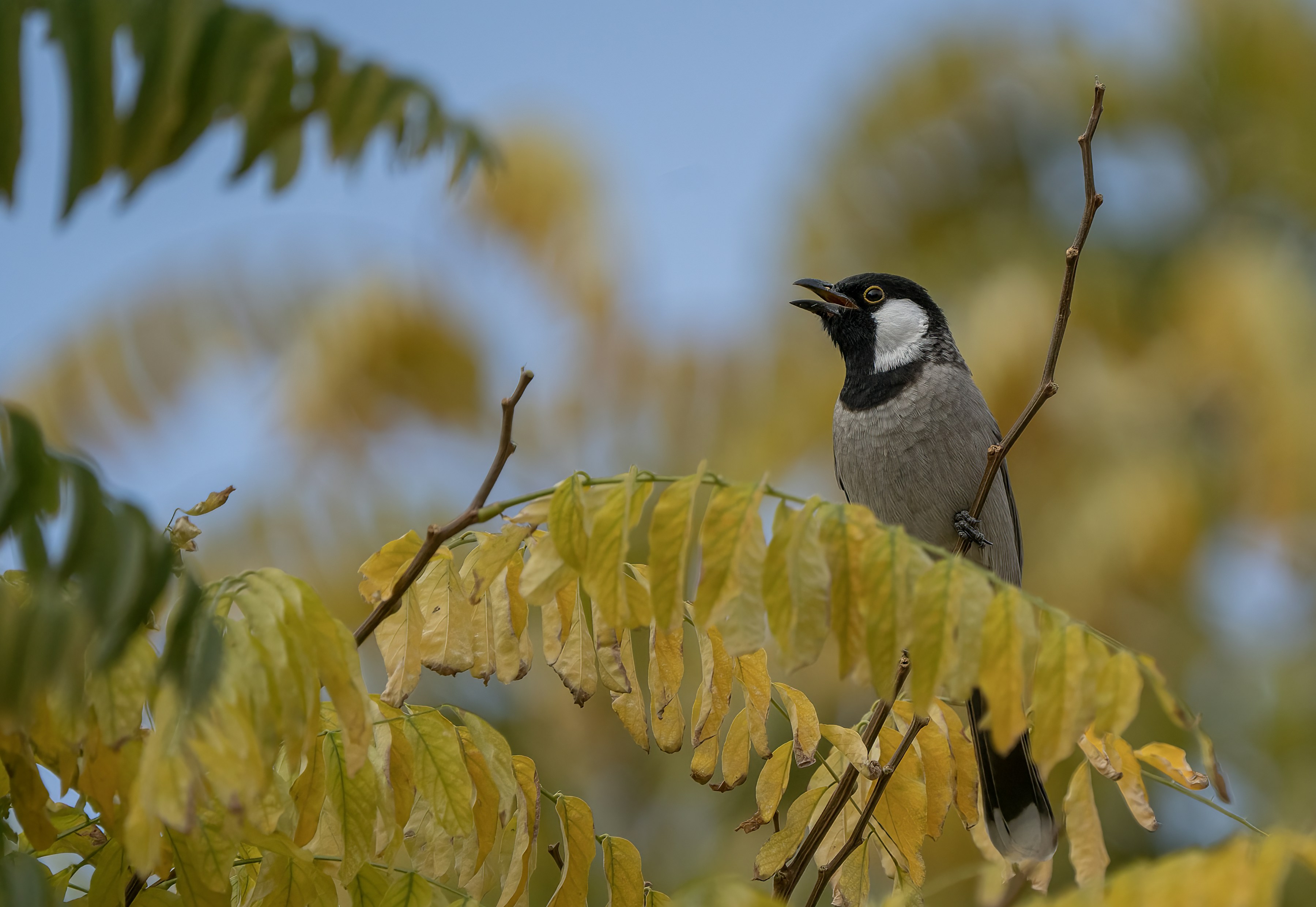 A white-eared bulbul perched on a thin branch among yellow autumn leaves.