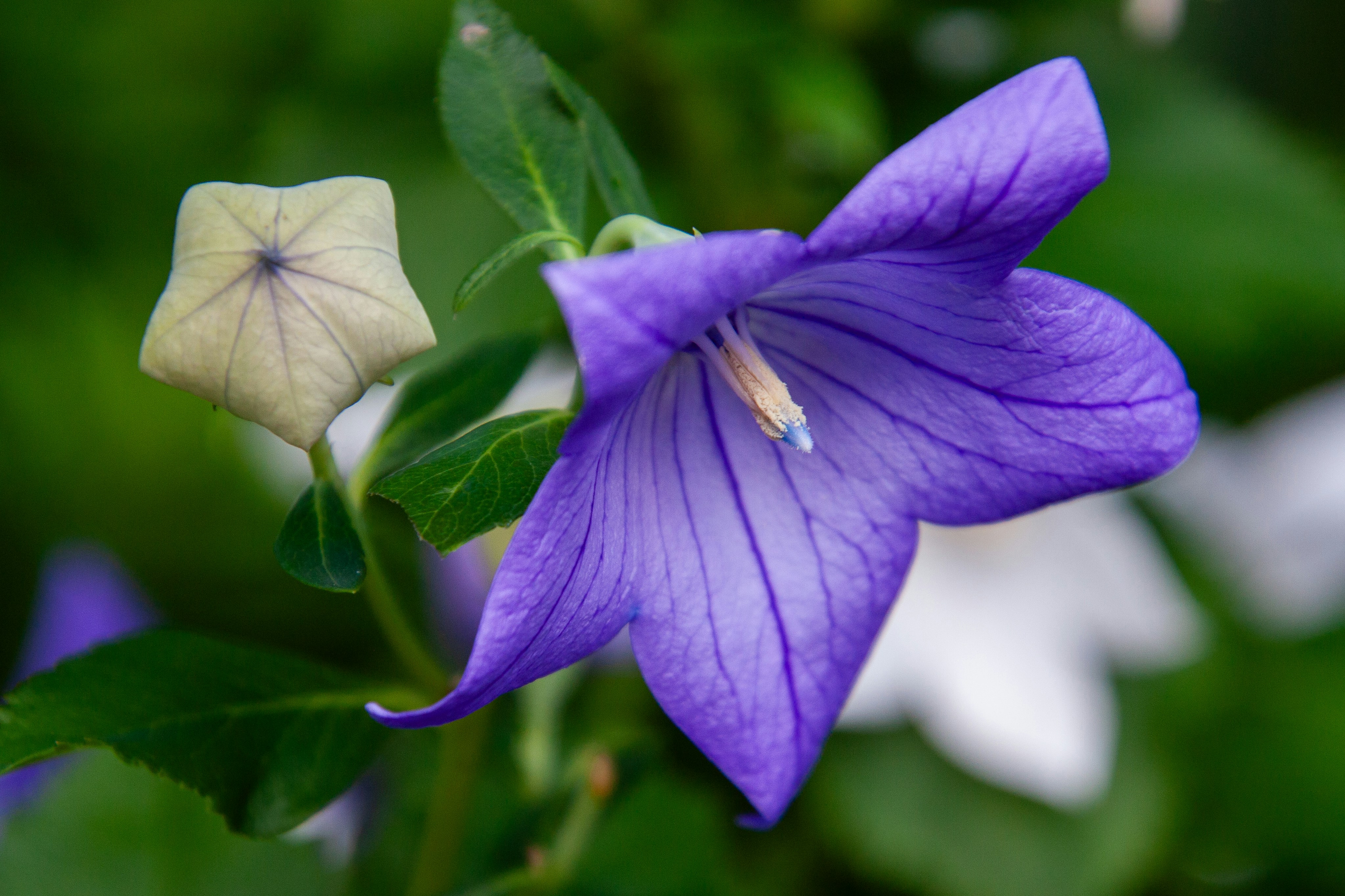Purple Bellflower in Clear Spring Light