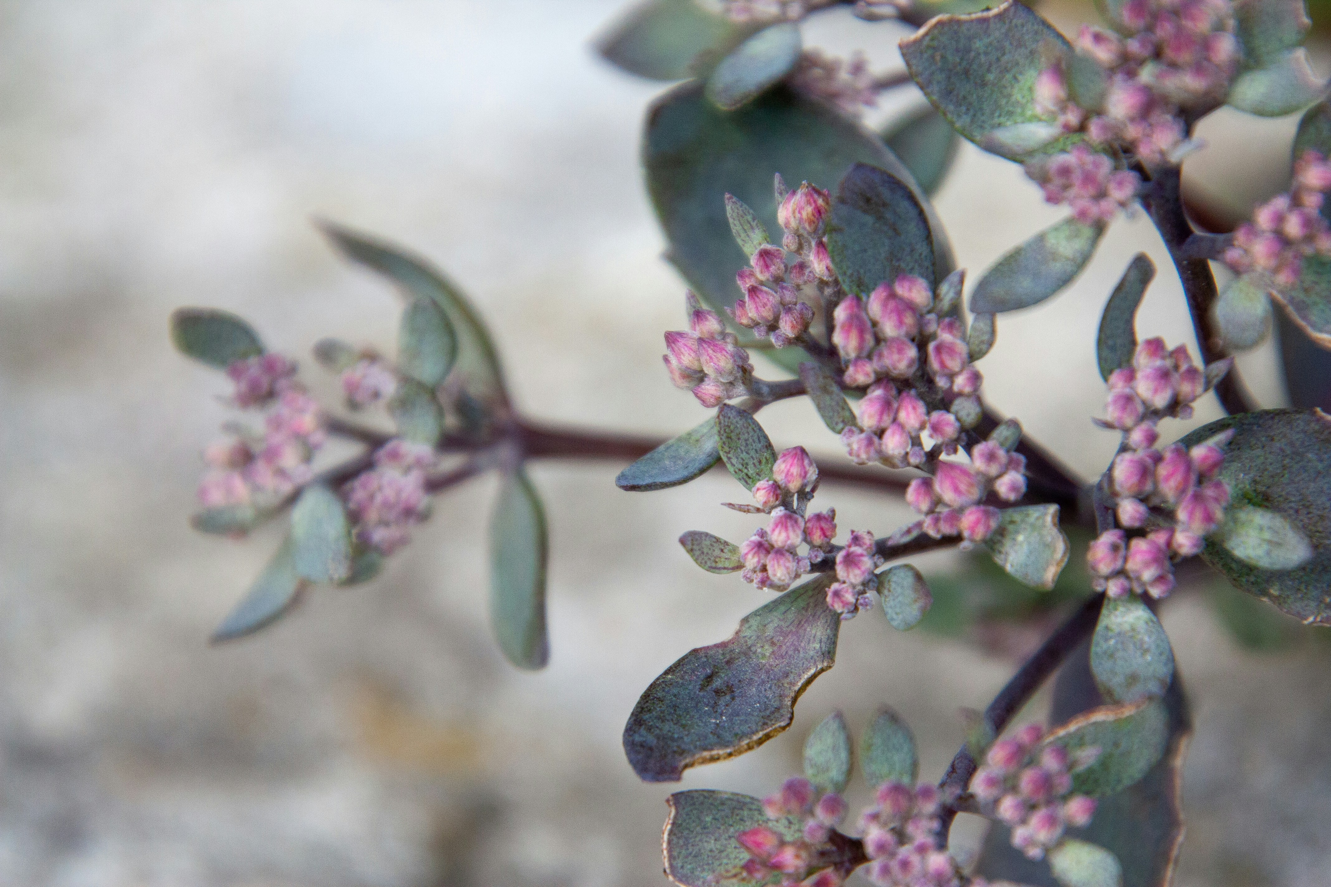 Pink-Rimmed Buds on a Quiet Branch