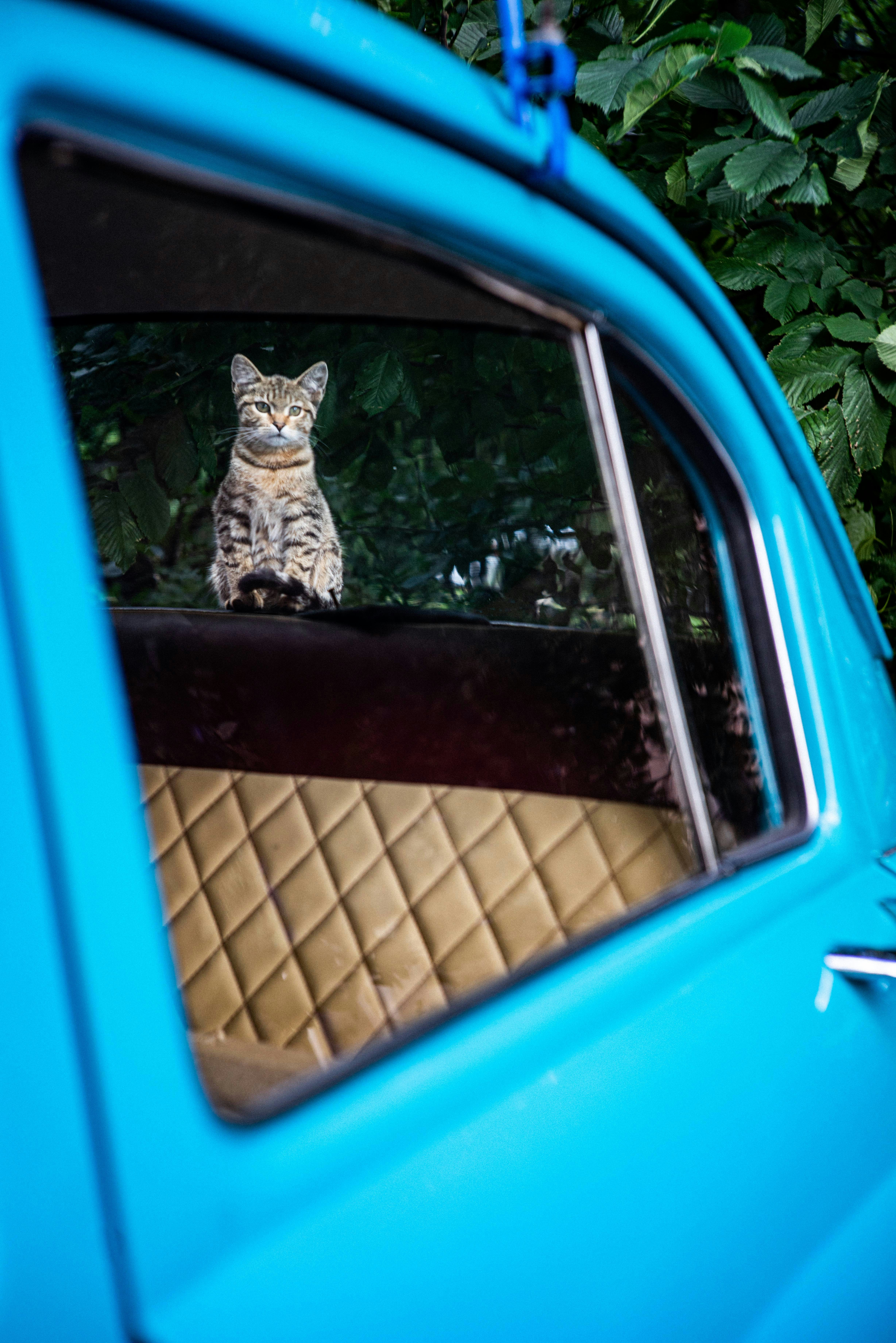Tabby Gaze in the Rear Window: A Catstow on a Bright Blue Classic