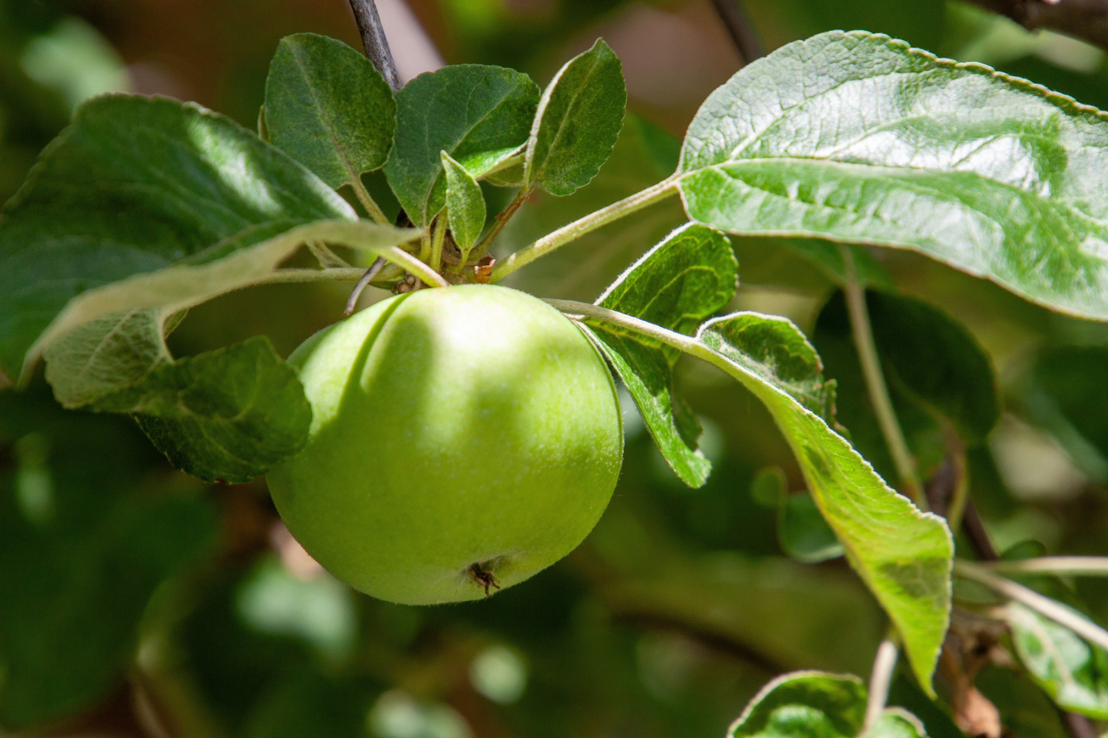 Green Apple in Sunlit Orchard