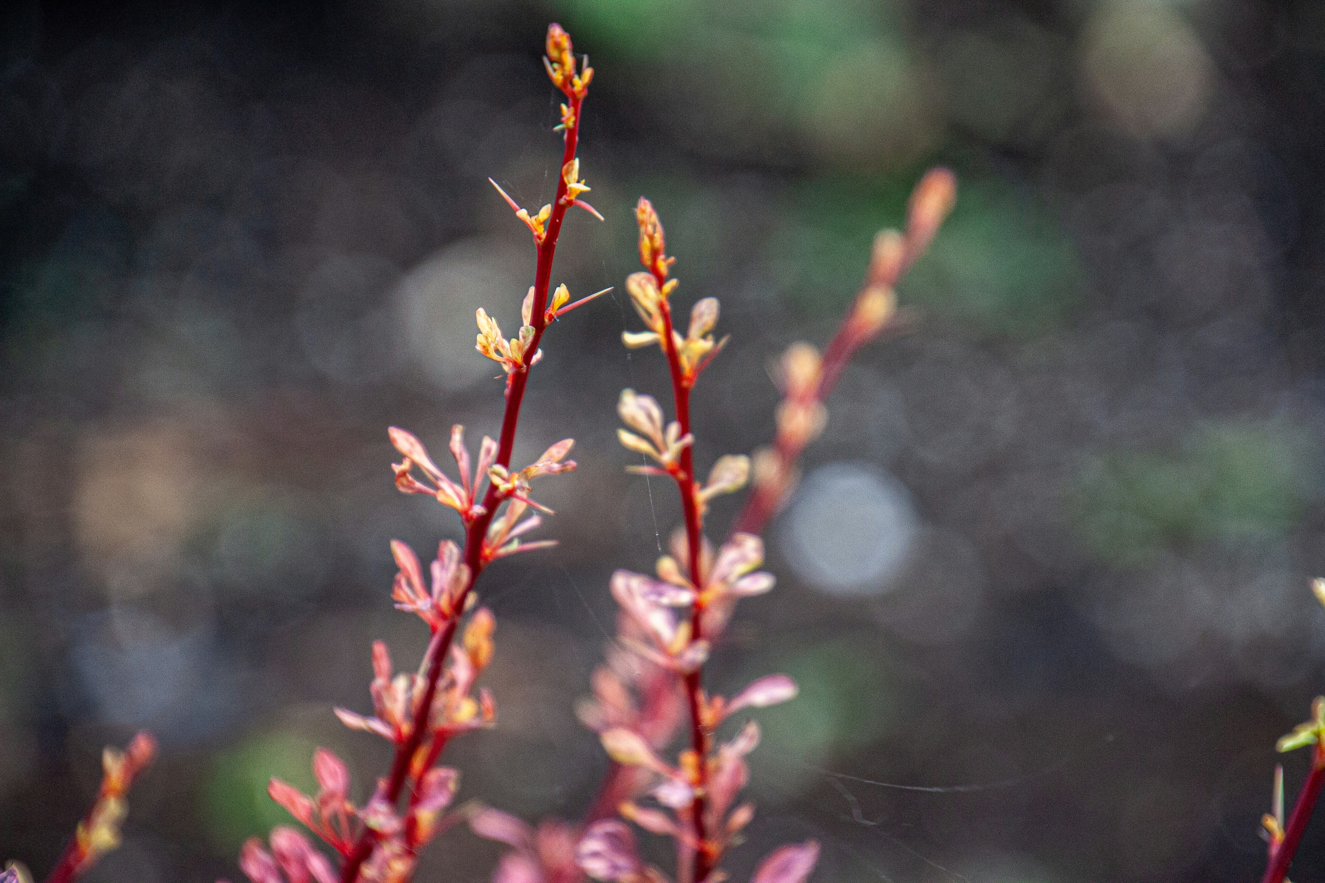 Emerald Sprigs in a Soft-Backlit Blur