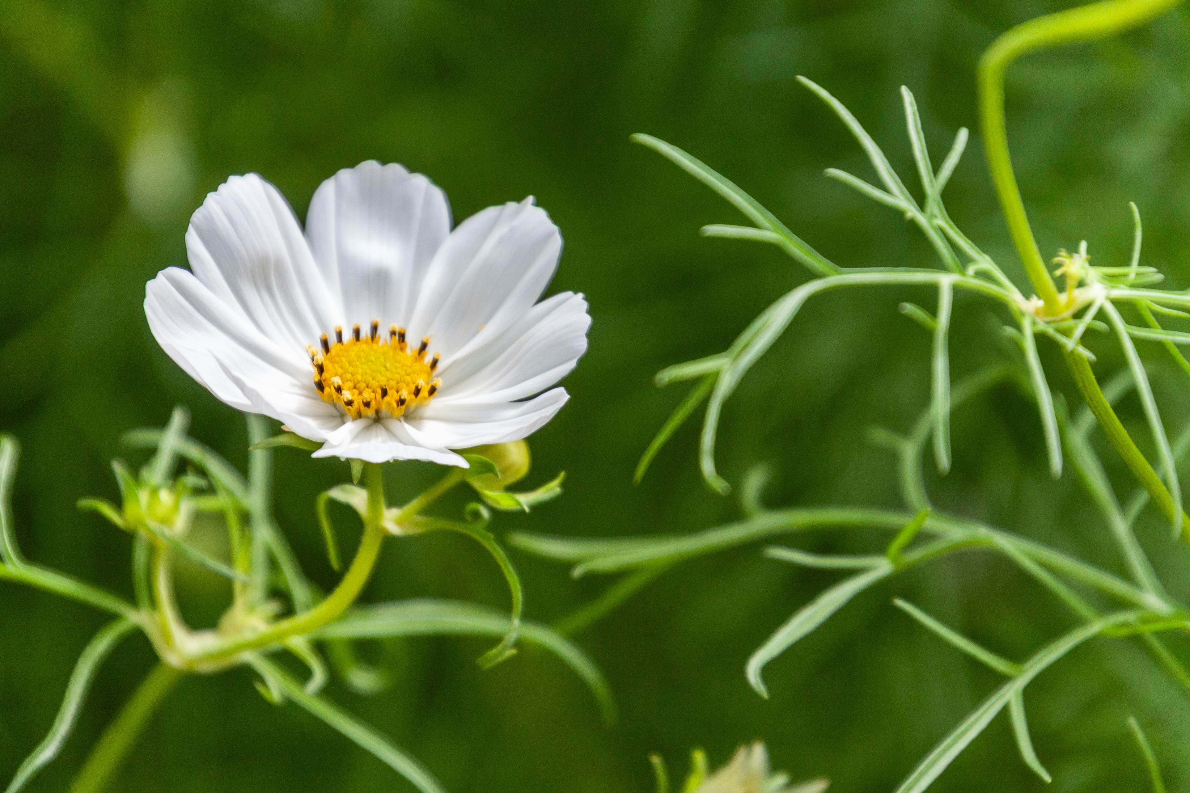 White daisy against tendril greens with sunlit petals