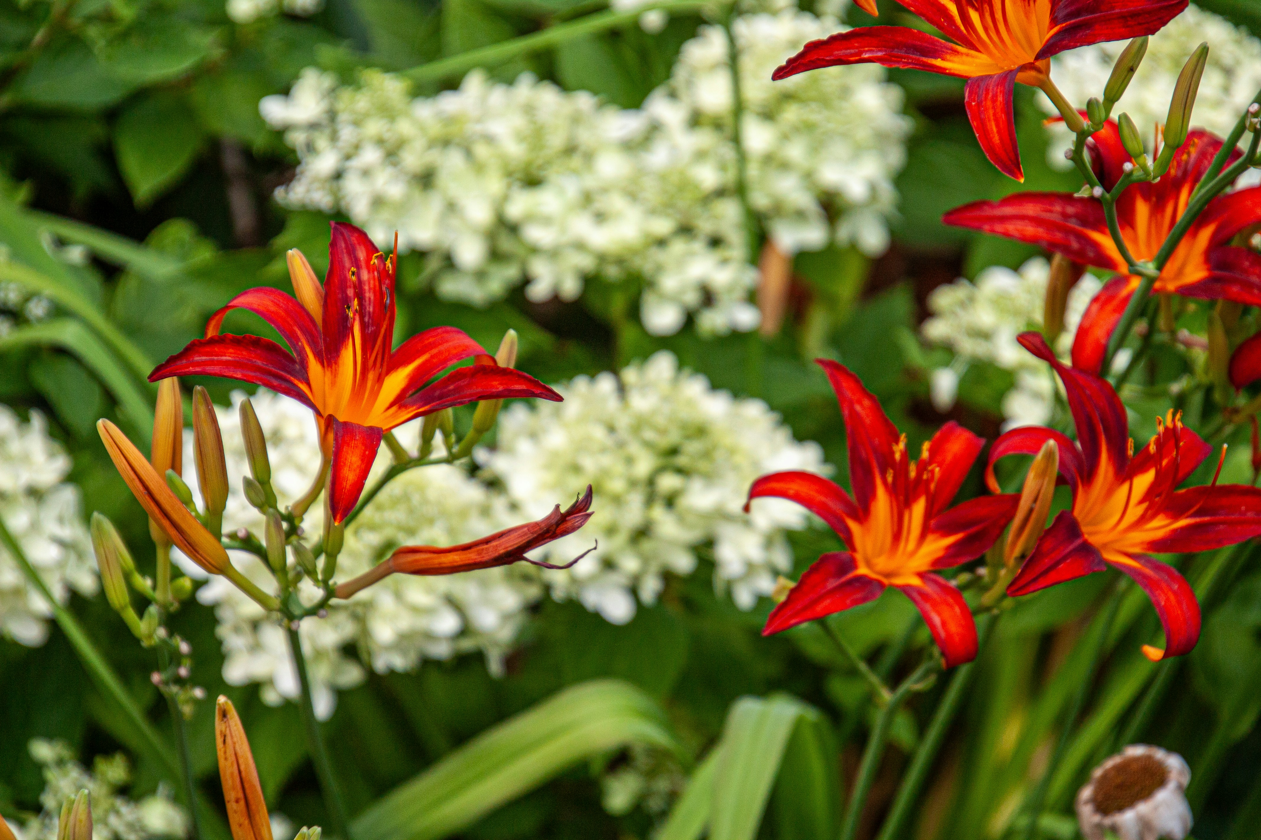 Vivid Lily Burst: Red Petals Framing White Cloudy Blooms