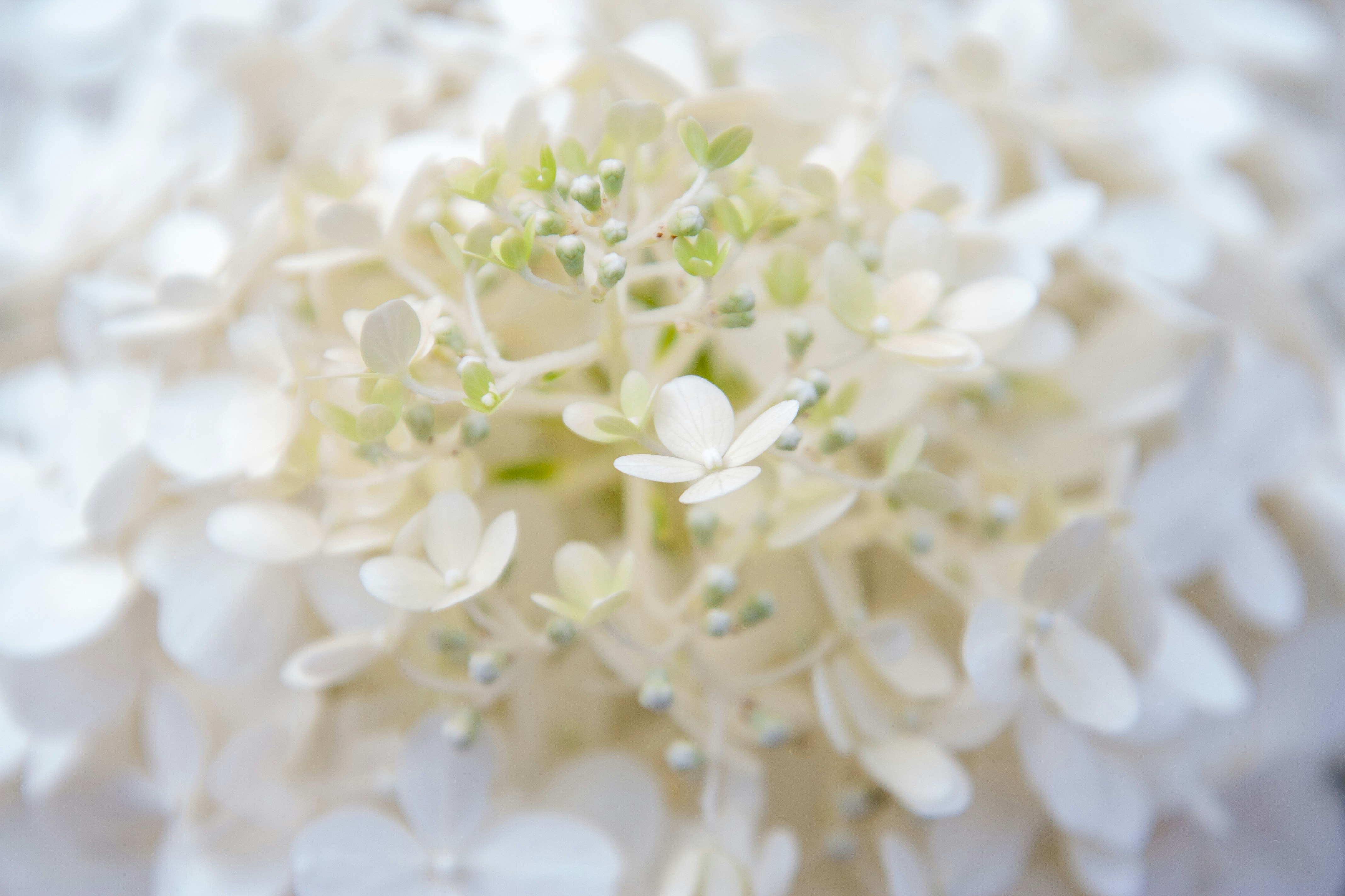 Whispers of White: Close-up Hydrangea Bloom in Soft Light