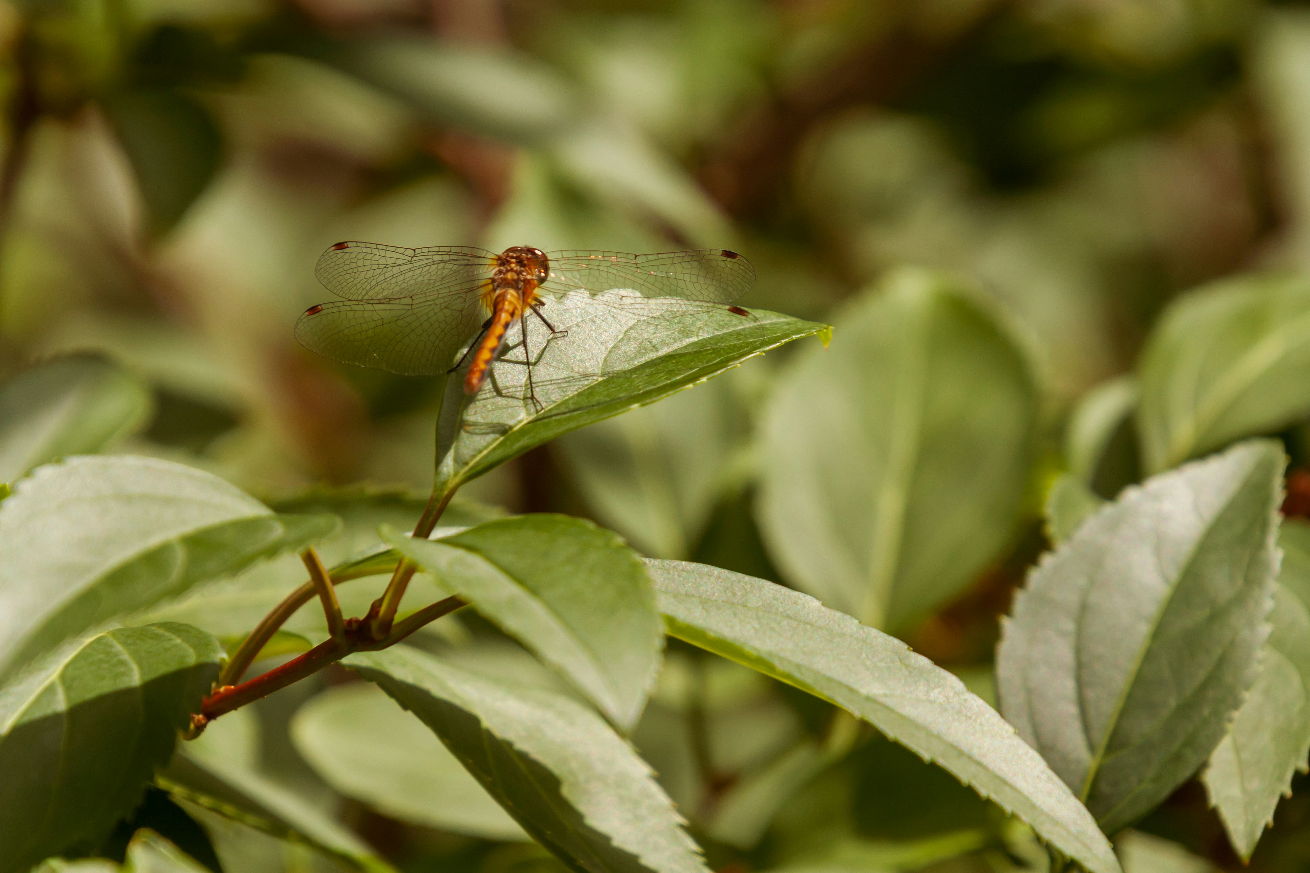 Amber Dragonfly Rest on Olive Green Veil