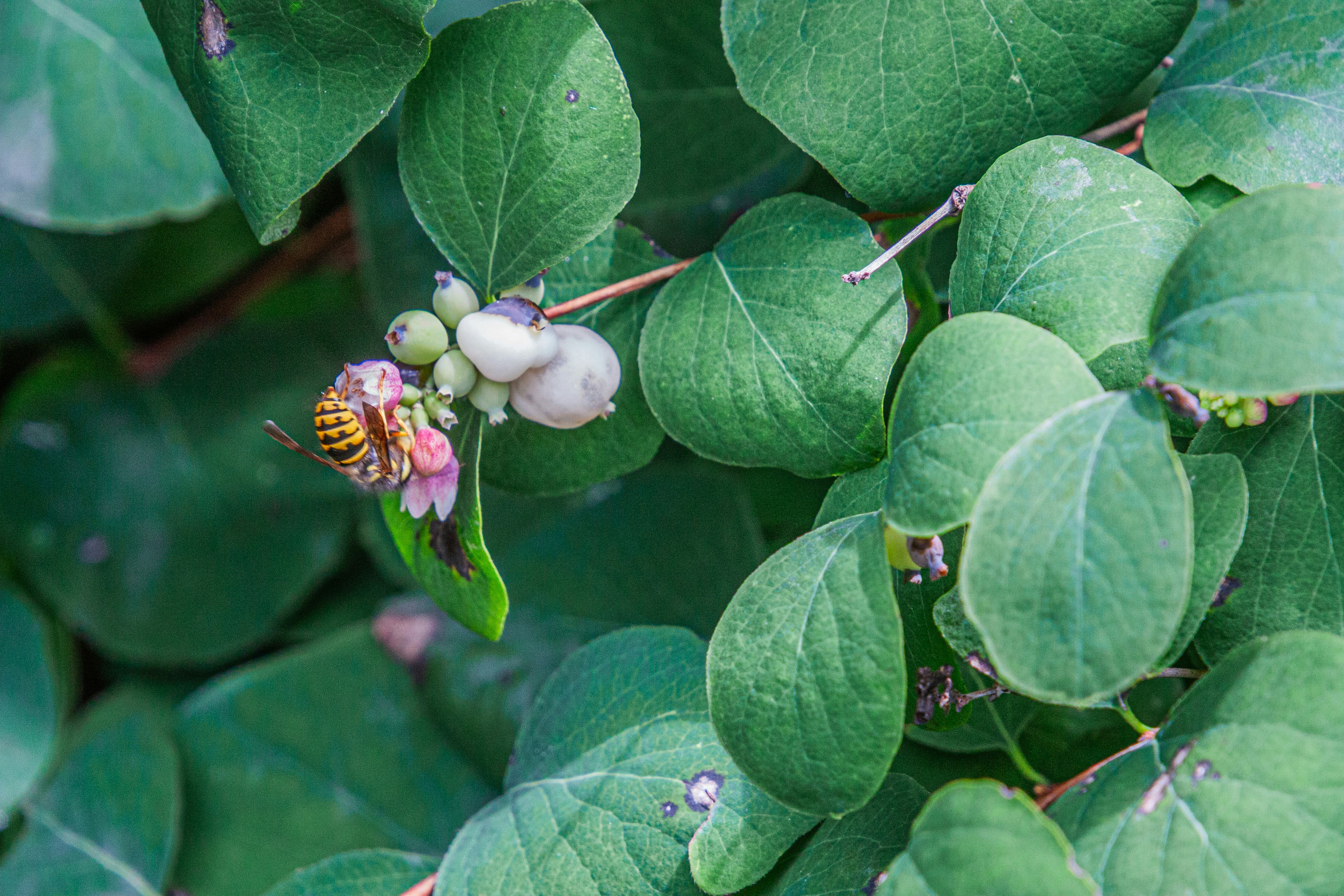 Leaf Pendulum: A Hovering Bee Among Fresh Green Orbs