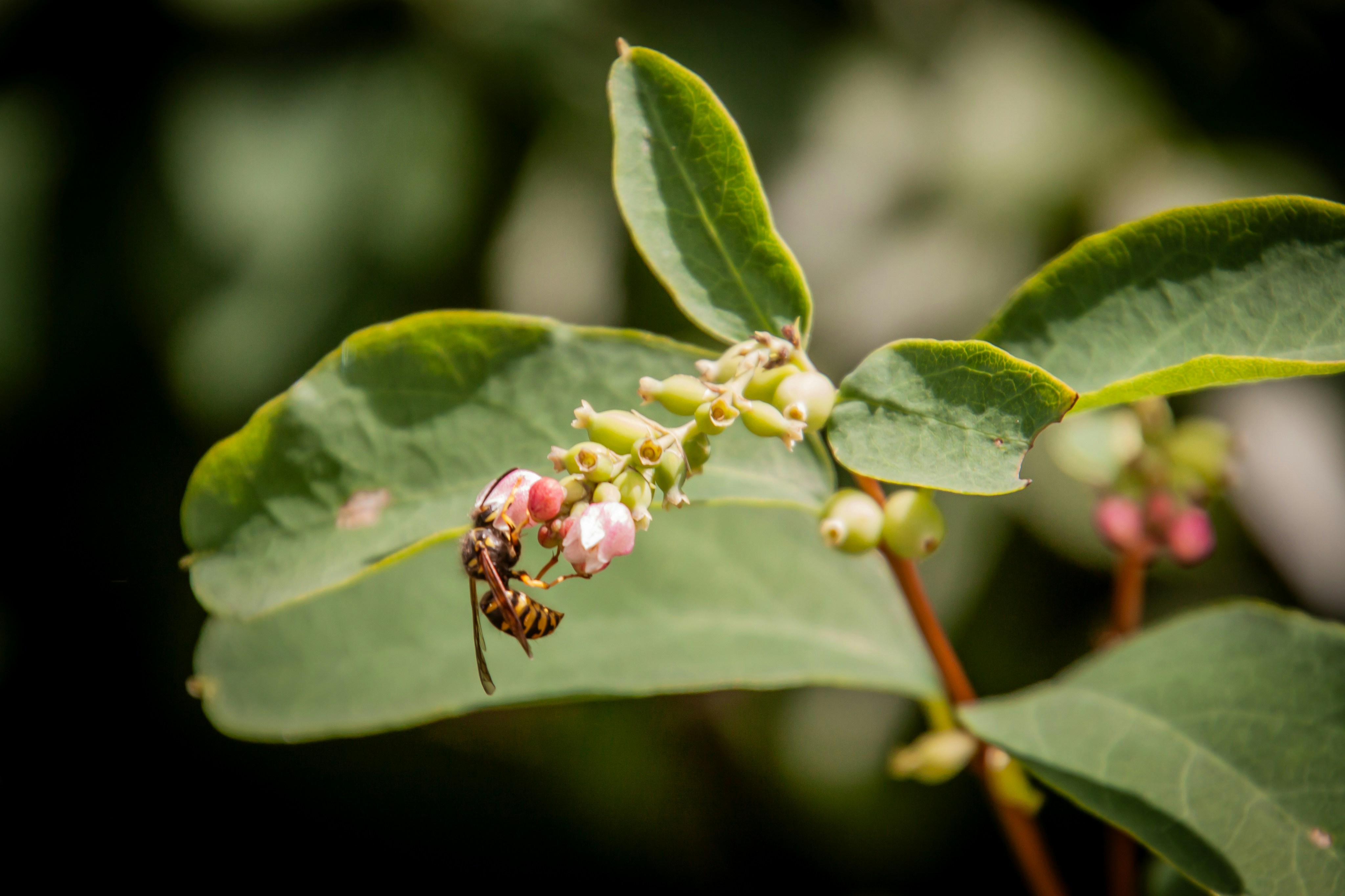 Blooming Insect Moment: Bee Foraging On Pink Buds