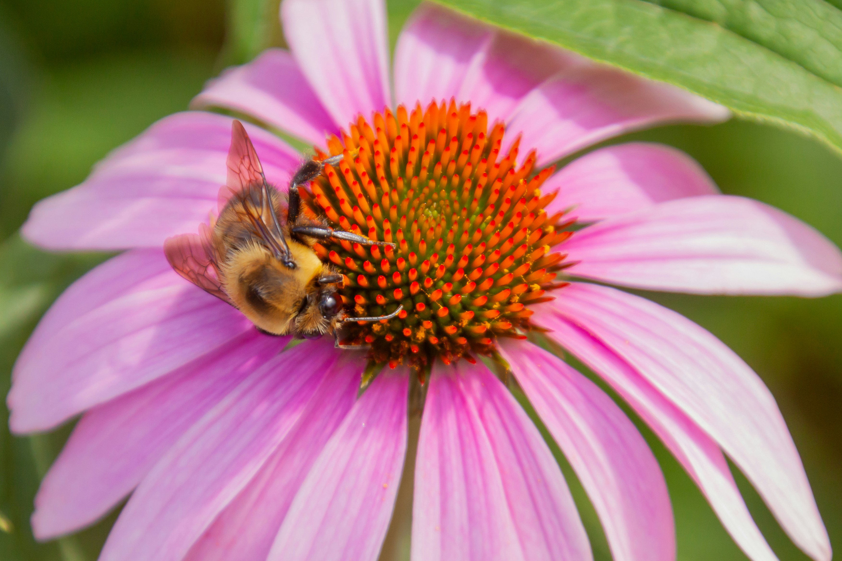 Bee and Bloom: A Closer Look at a Pink Coneflower