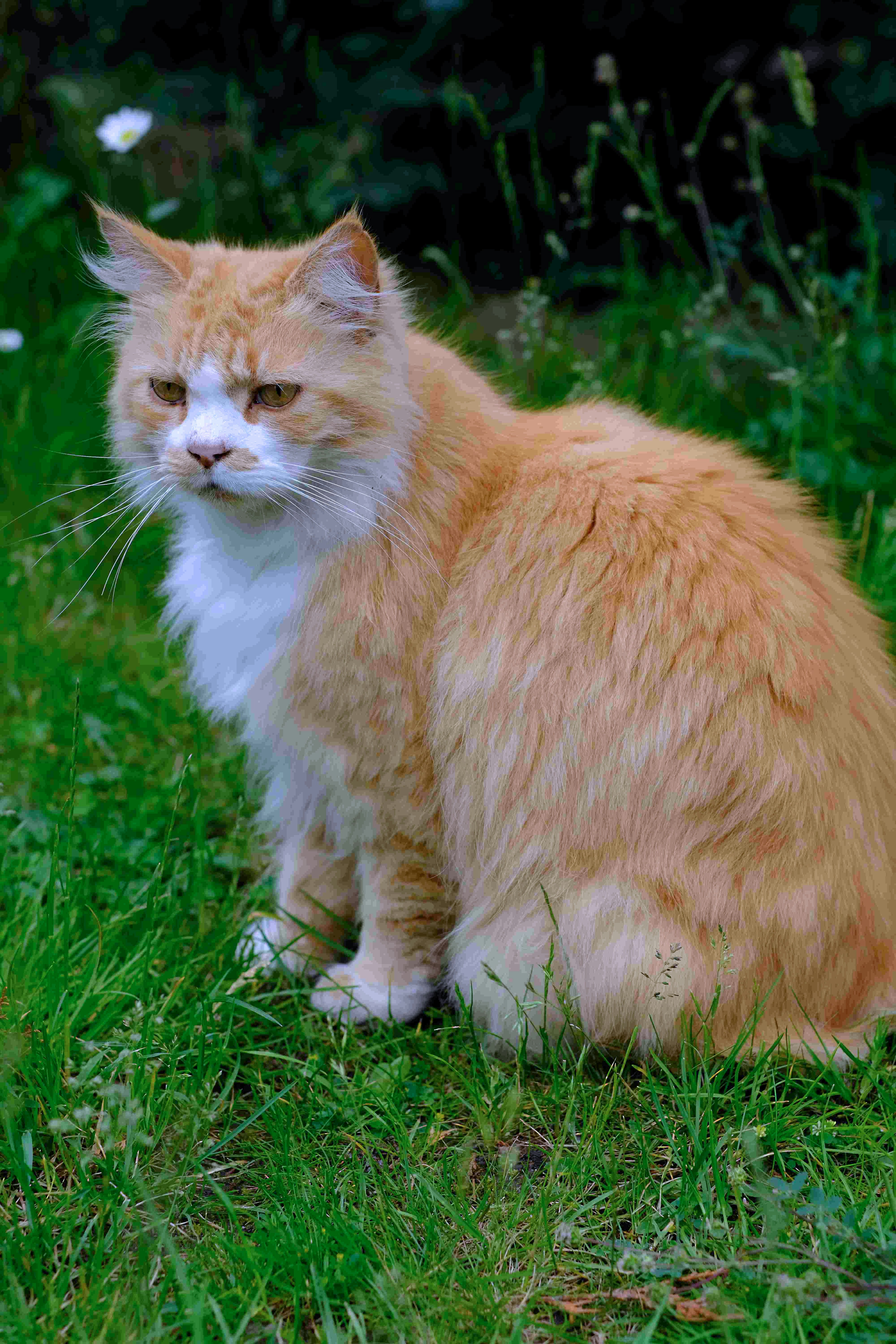 Amber Confidant: a ginger cat in sunlit garden