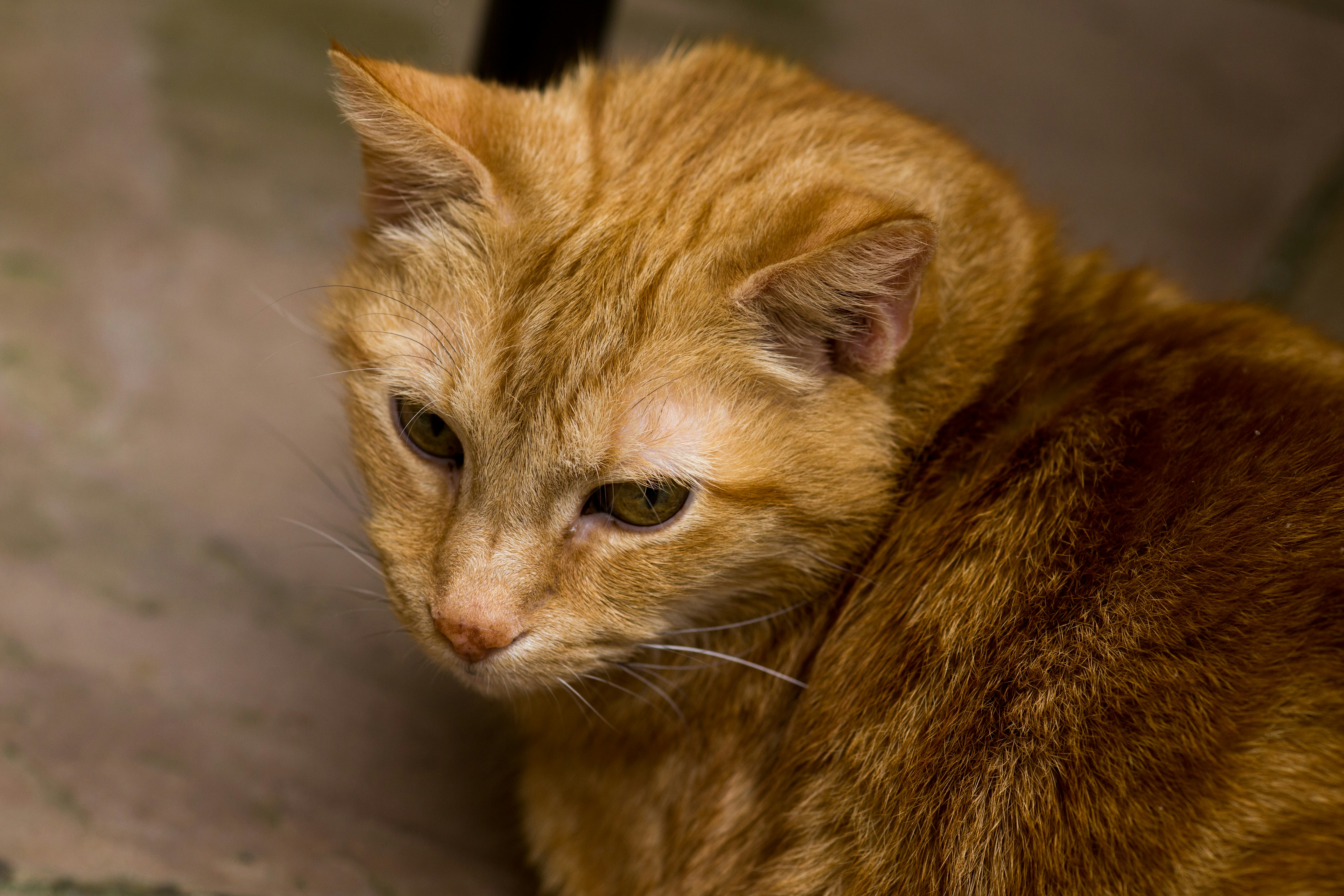 Amber Cat in Quiet Shadow