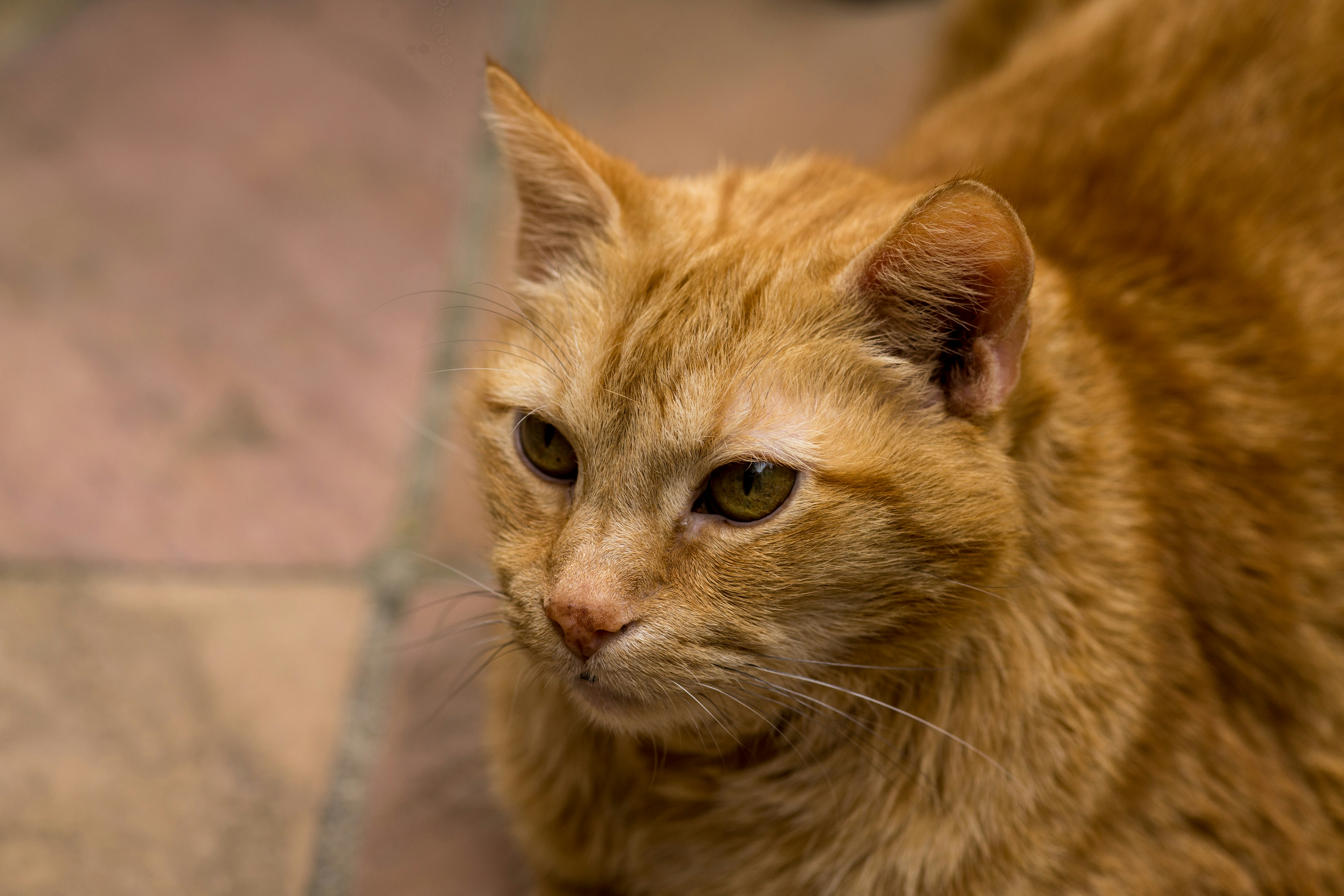 Golden Gaze: A Cat's Quiet Vigil on Stone and Light