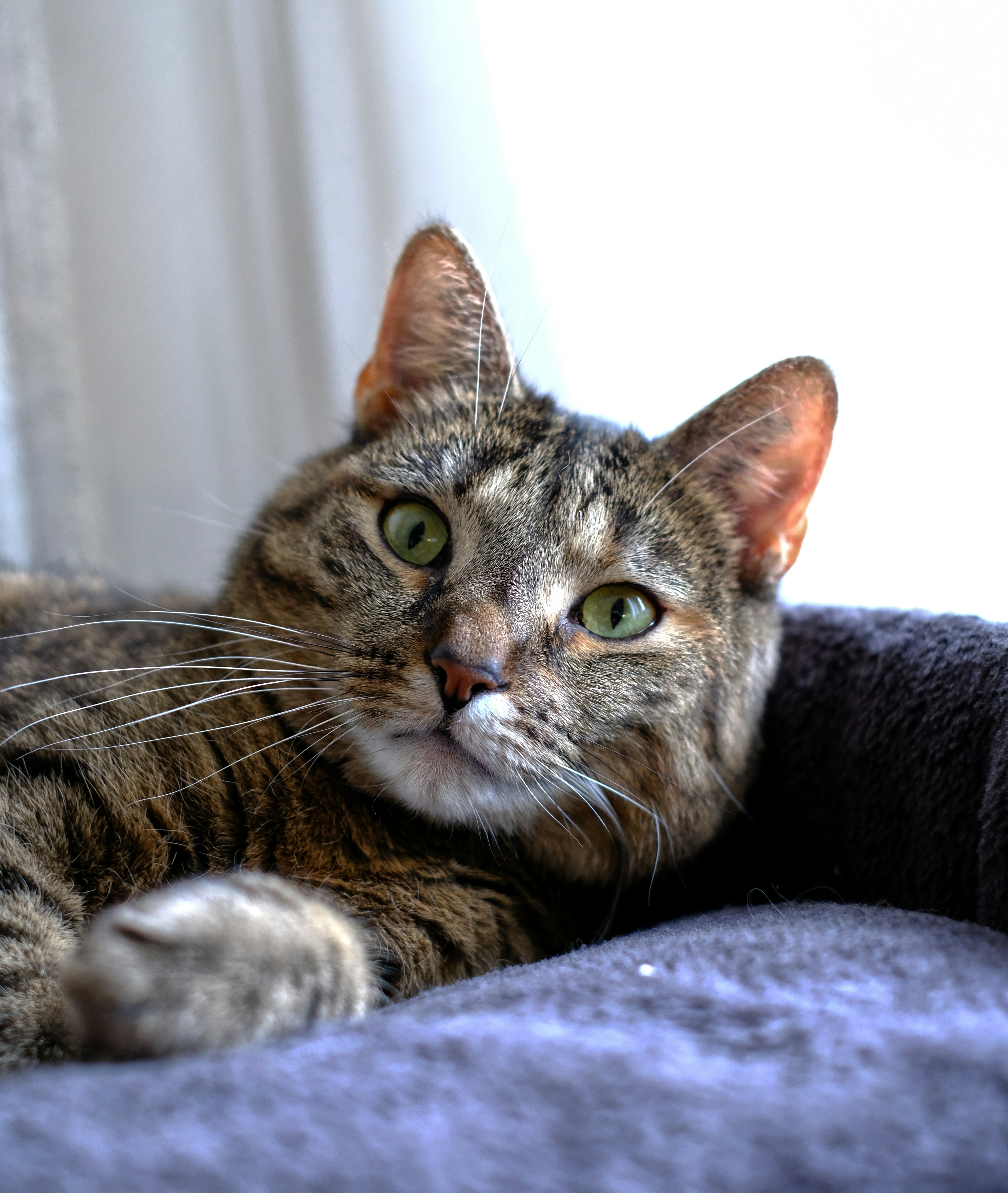Sultry Green Gaze: A curious cat lounges in sunlit comfort