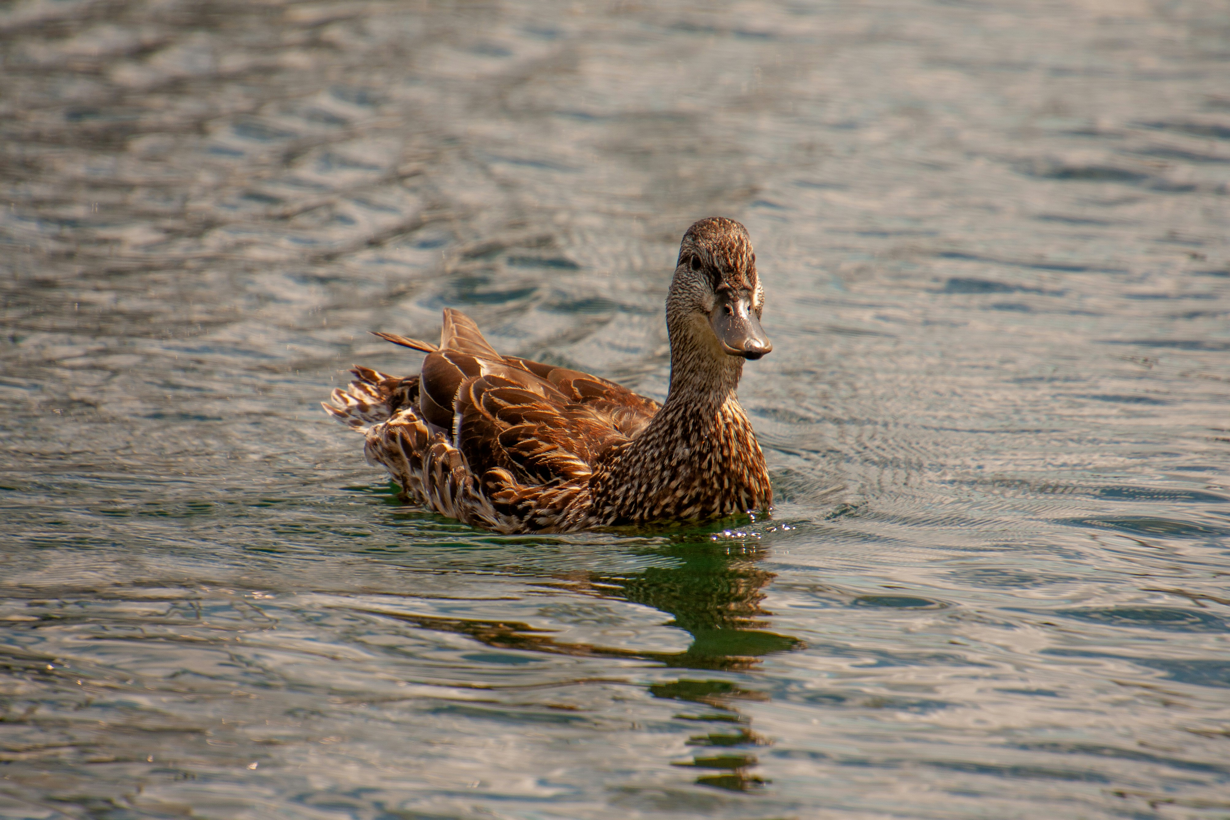Hues on the H2O: A brown duck drifting through mirror-like ripples