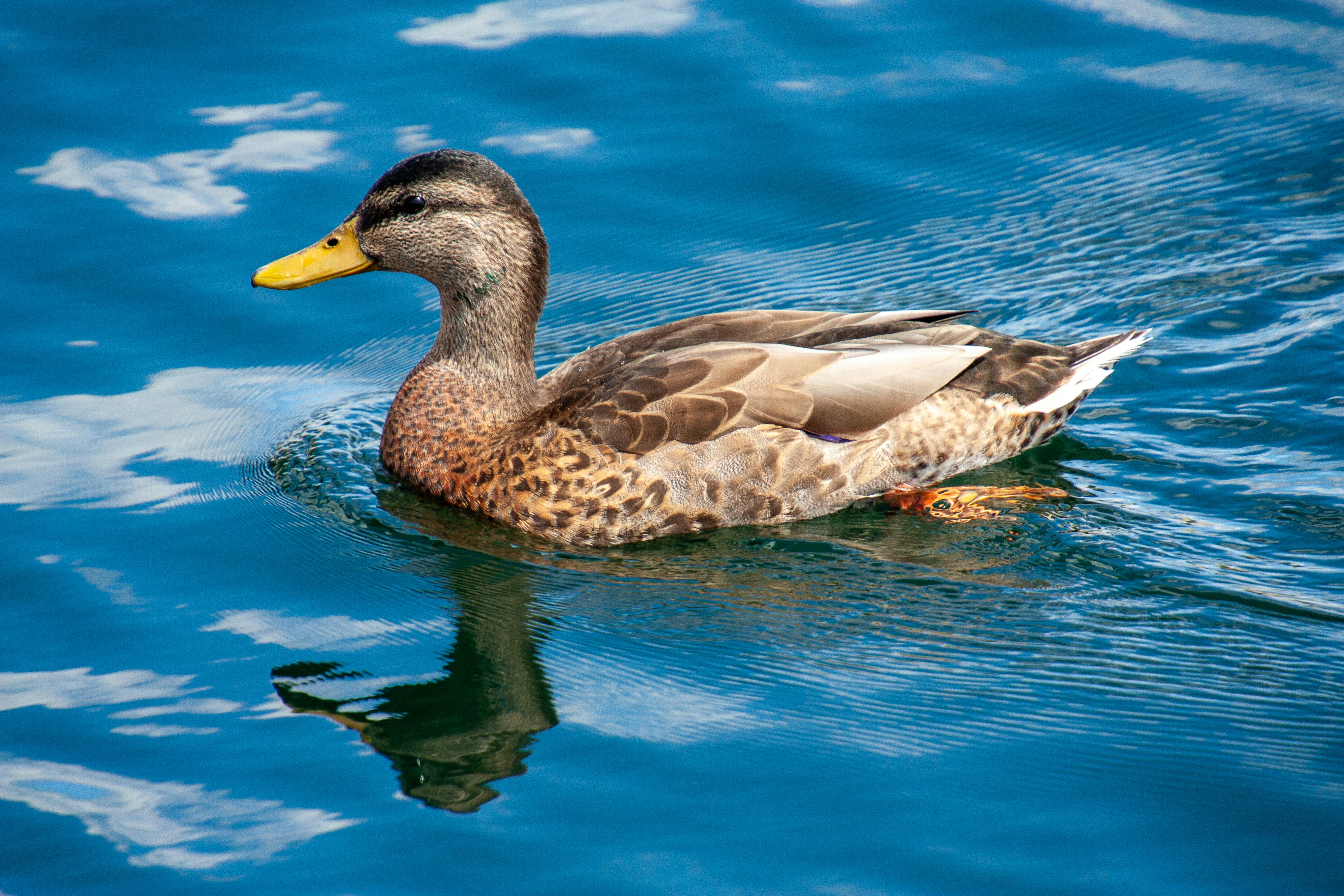 Amber-Scaled Mallard Gliding Through Cyan Reflections