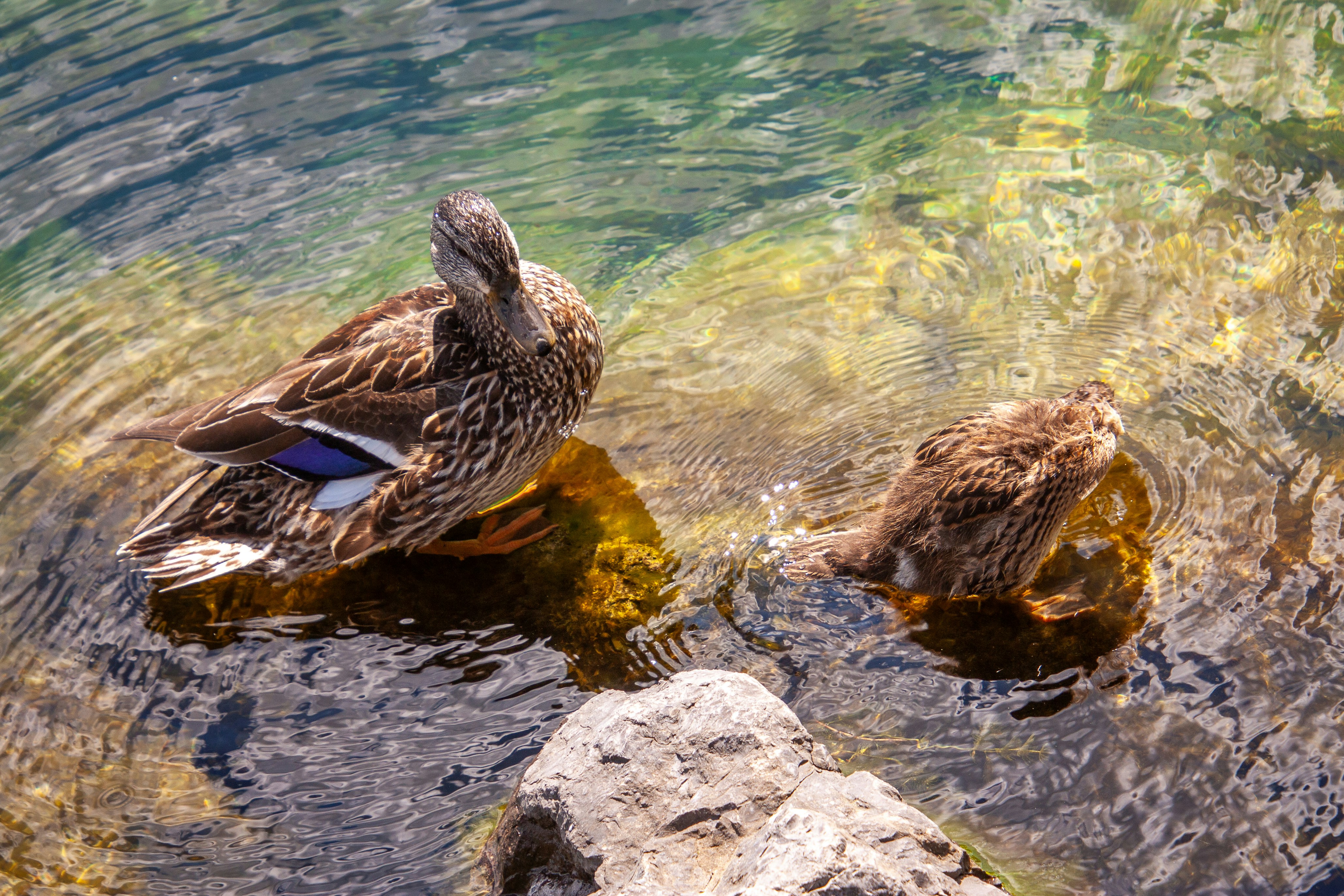Two ducklings Rest Along a Clear River Bank