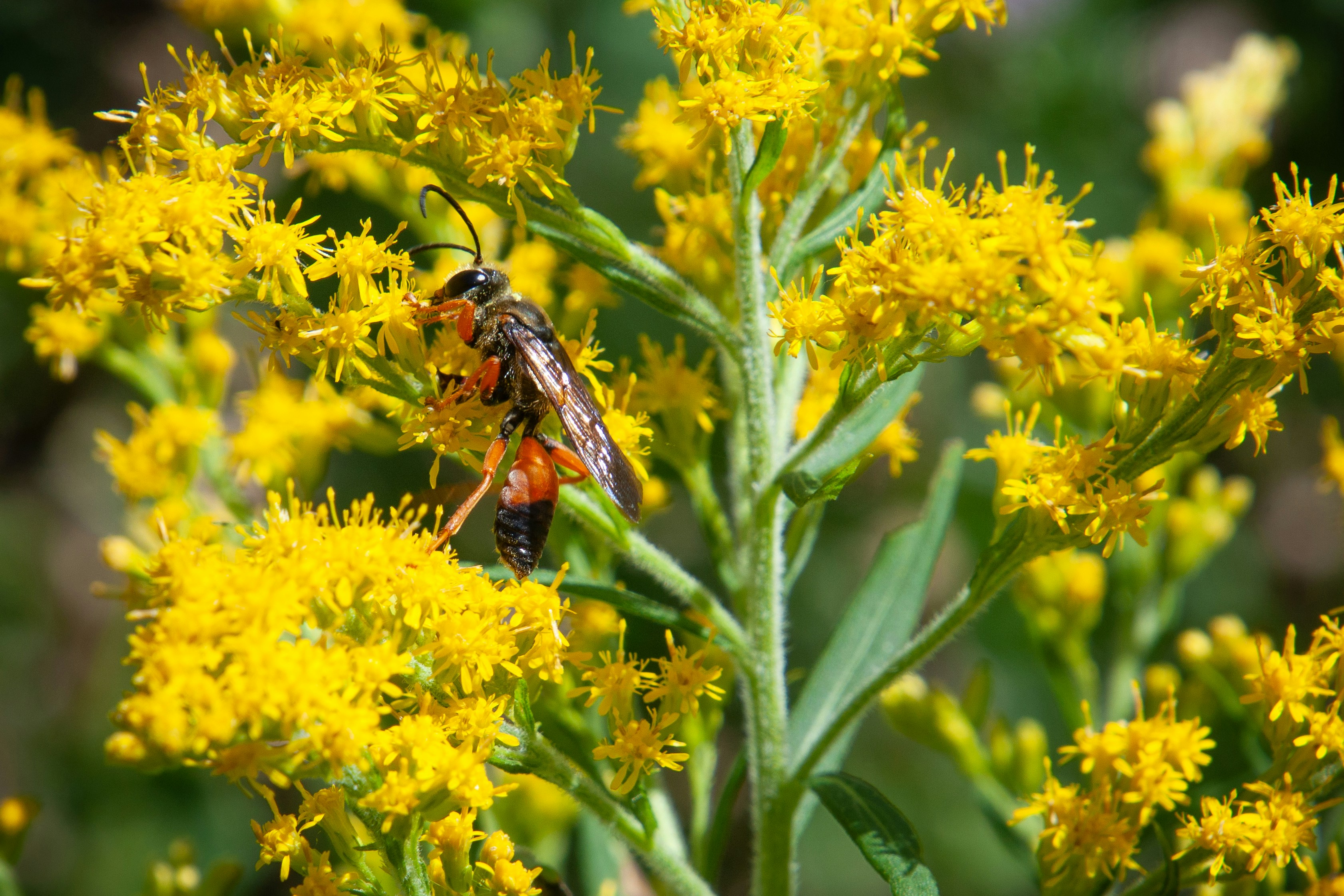Hive Visitor on Golden Bloom: A Syrphid Fly Adorns a Yellow Prairie